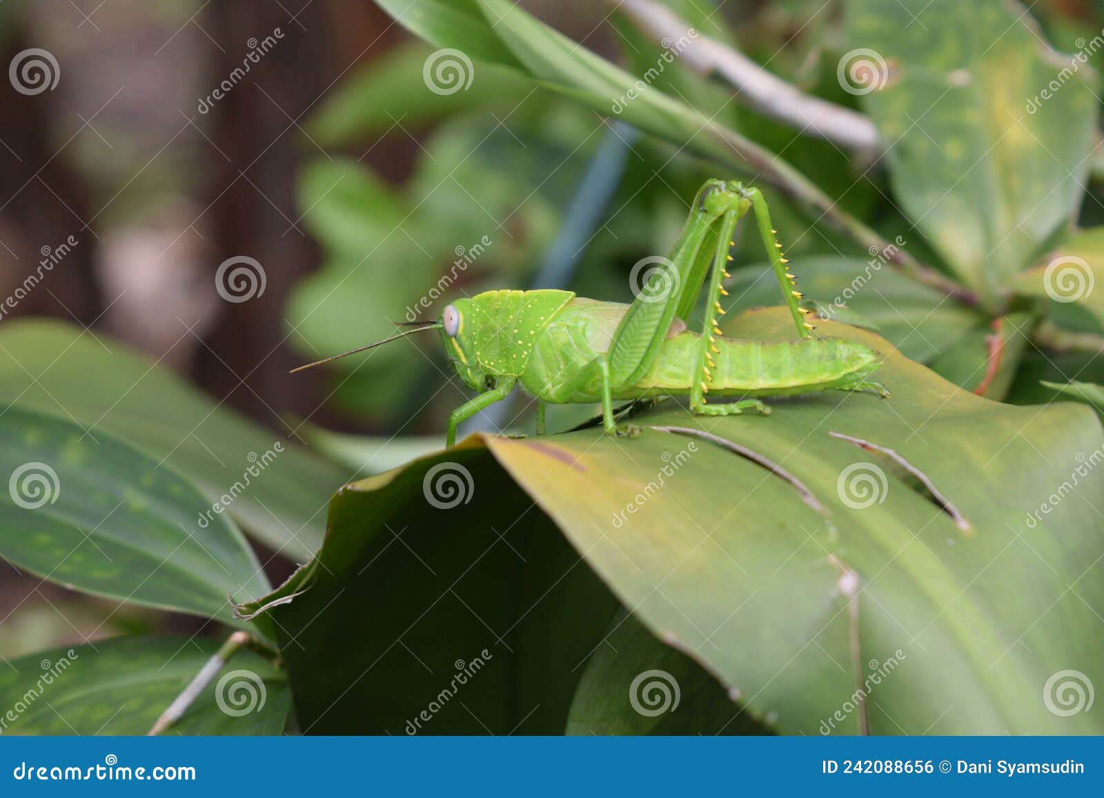 Grasshoppers Standing Relaxed Stock Photo - Image of invertebrate ...