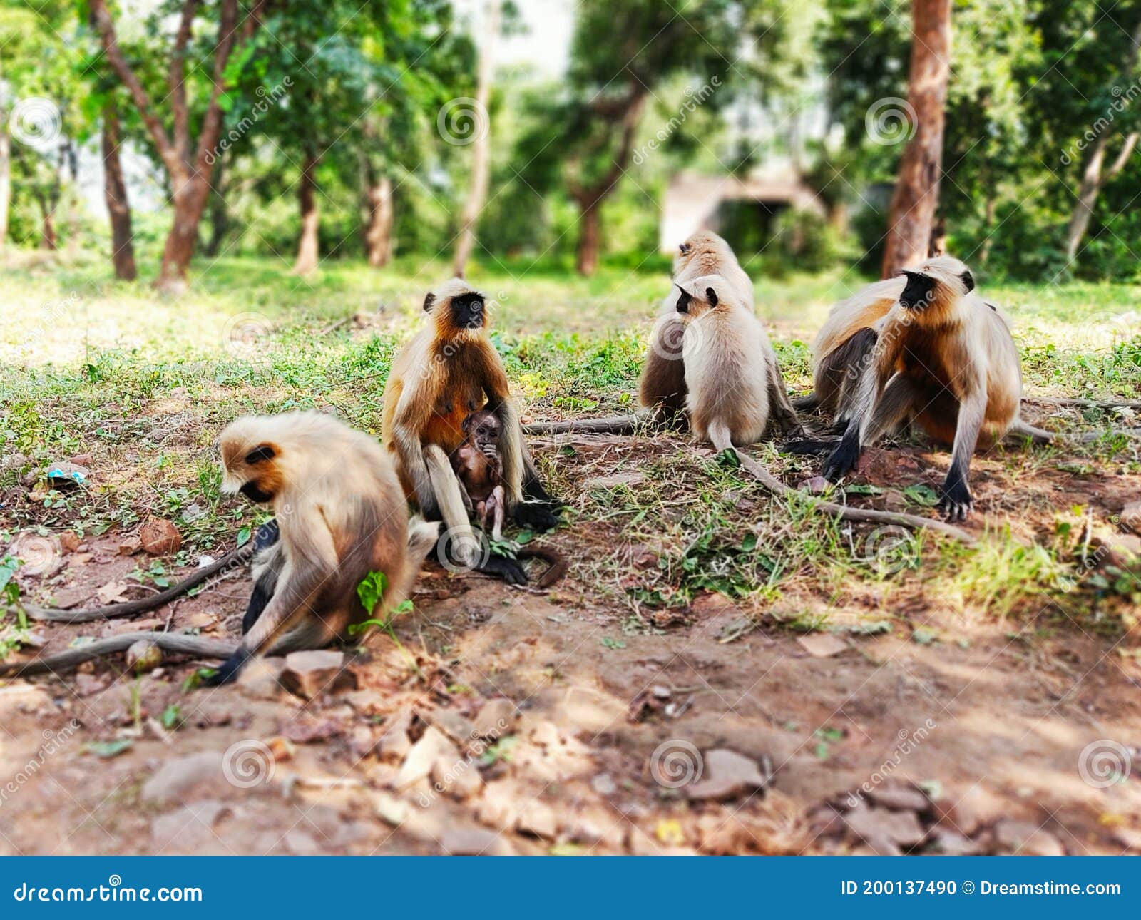 Photo of Monkey in the Forest Stock Photo - Image of woodland, bird ...