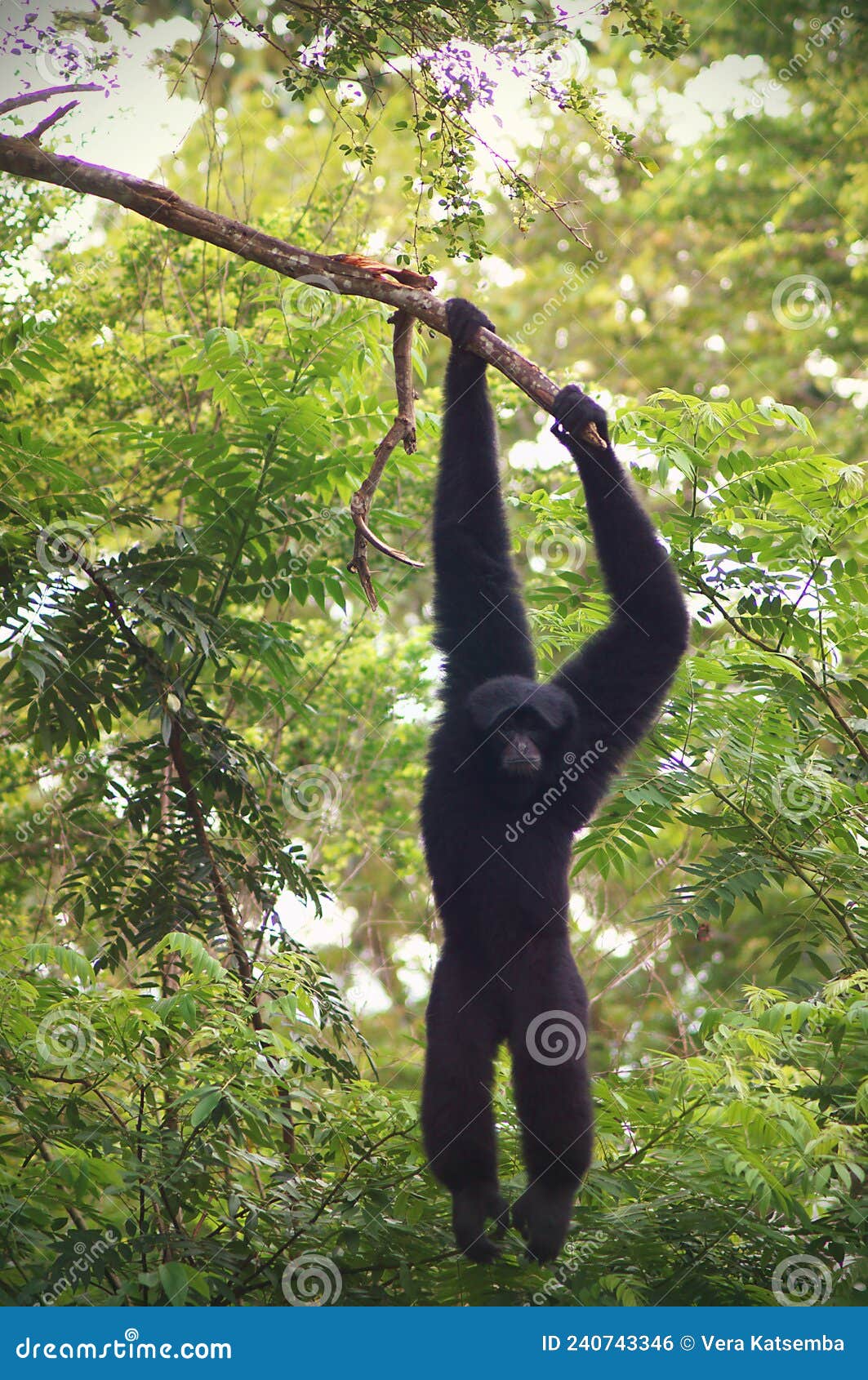 Photo of a Monkey on a Tree Stock Photo - Image of forest, wildlife ...