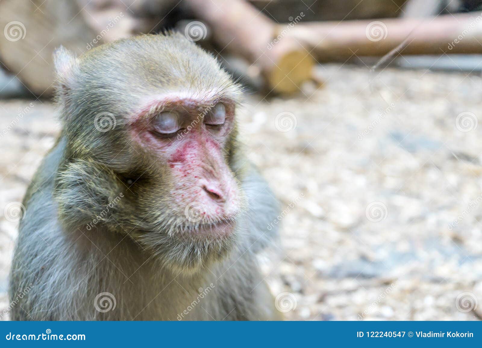 Photo Monkey at the Zoo. Monkey Face Close-up Stock Image - Image of ...