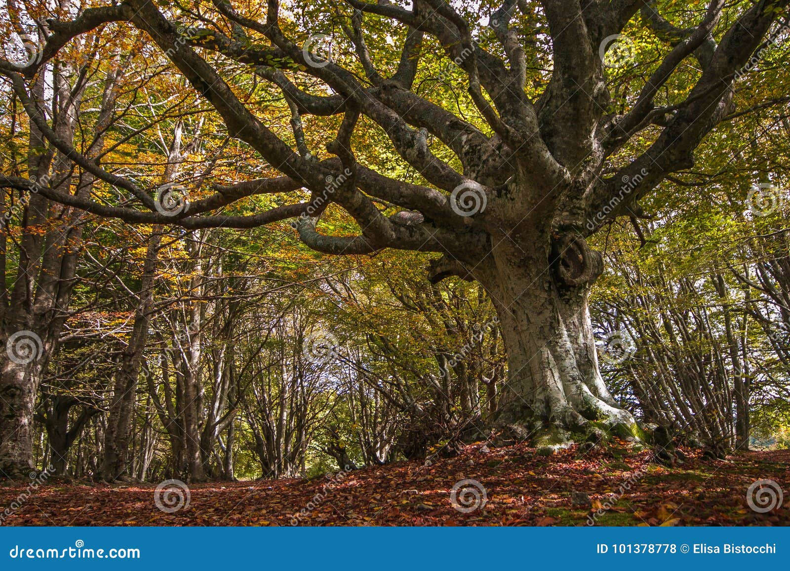 Monumental Beech Tree, the King of the Beech Forest Stock Photo - Image ...