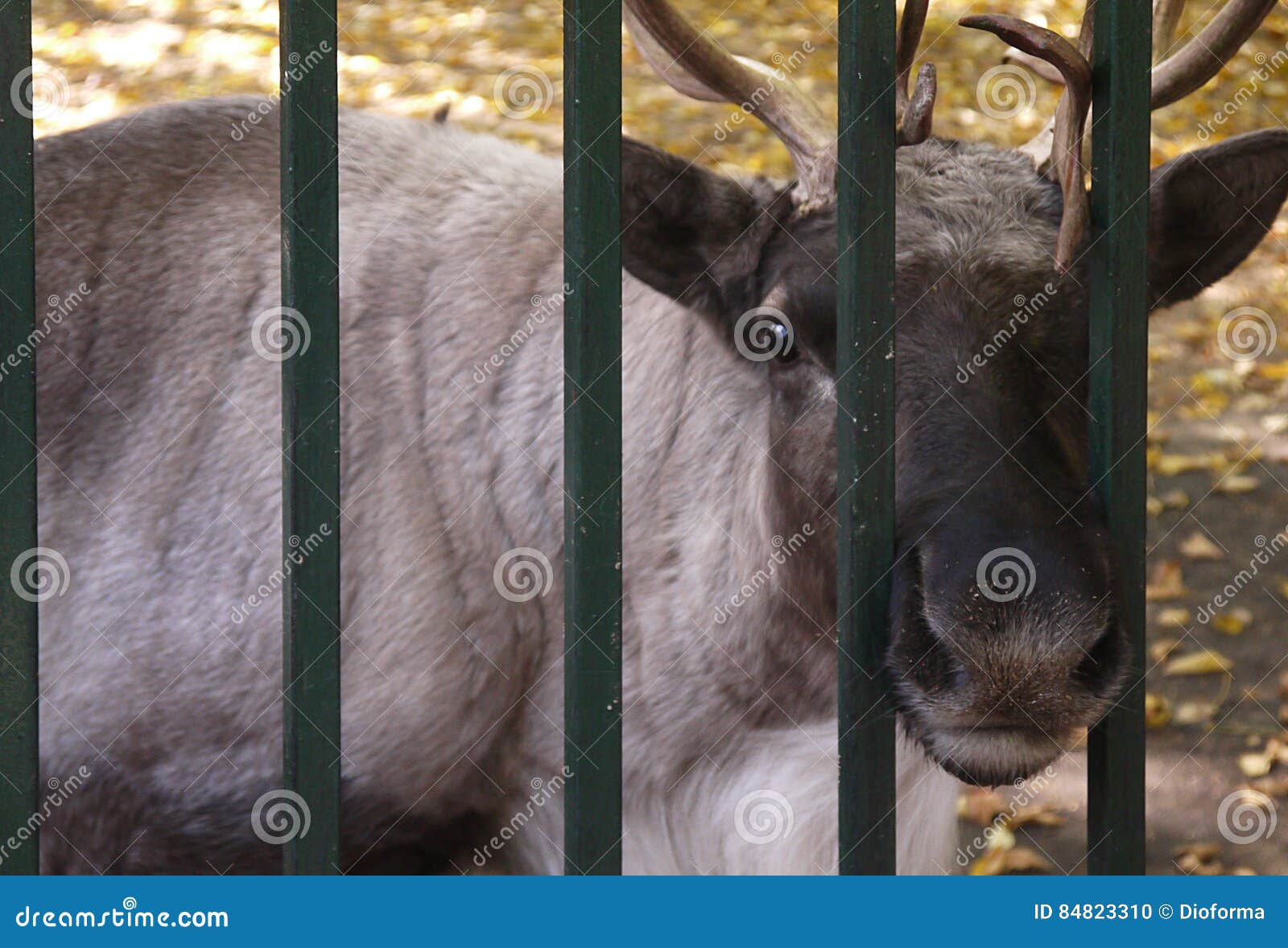 Photo of moose at the zoo stock photo. Image of brown - 84823310