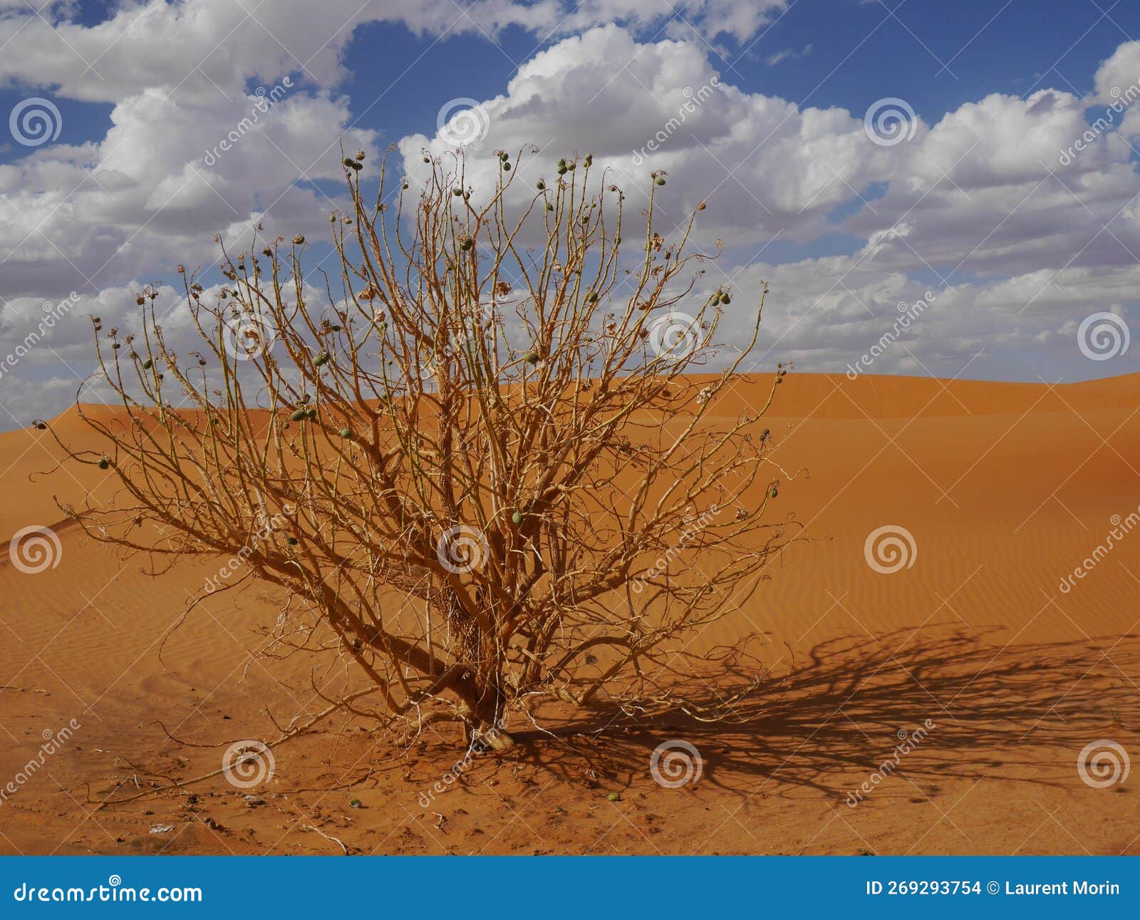 Savanna In Moroccan Hamada Desert Erg Chigaga Near Four Zguid With ...