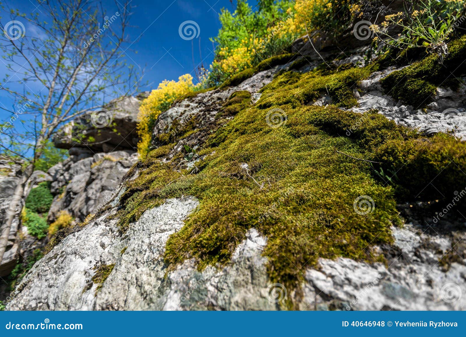 Photo Moss Growing Mountain Stock Photos - Download 48 Royalty Free Photos