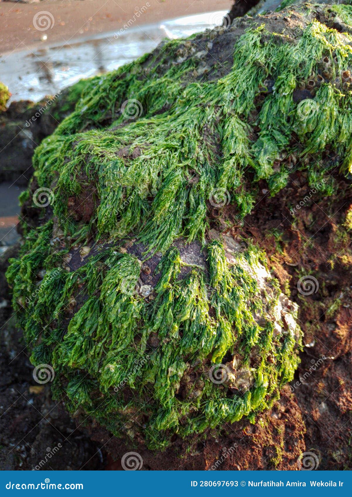 Photo of Moss on the Stone at the Beach. almost Covering the Stone ...