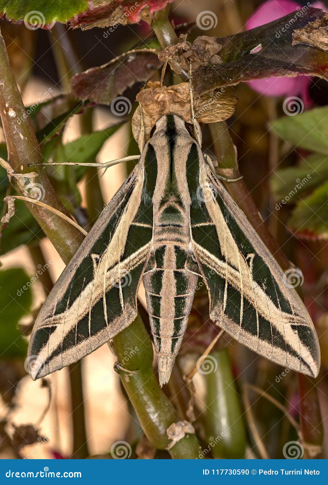 Moth Eumorpha Vitis Close Up Stock Photo - Image of insect, bright ...