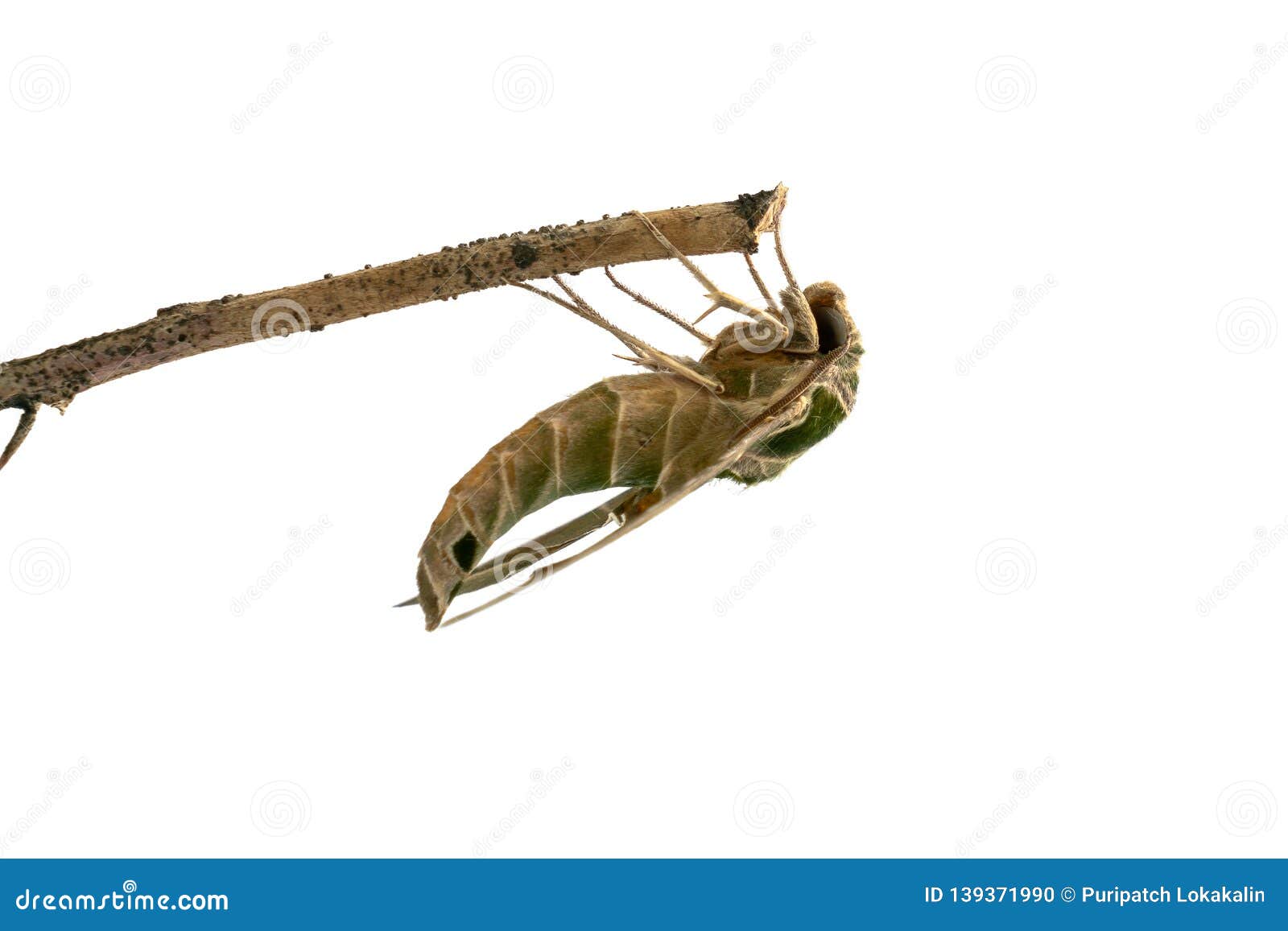 A moth on white background stock photo. Image of wild - 139371990