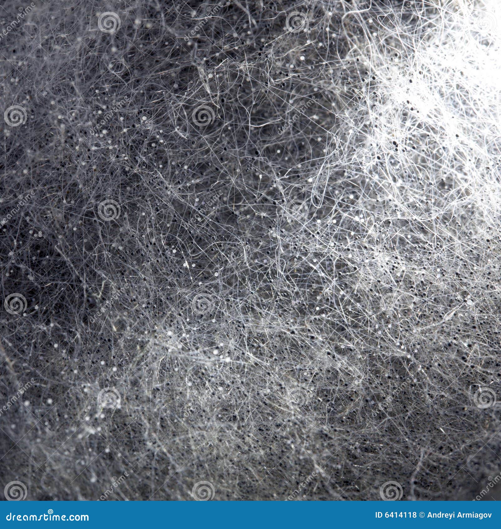 Photo of a mould close up stock photo. Image of organic - 6414118