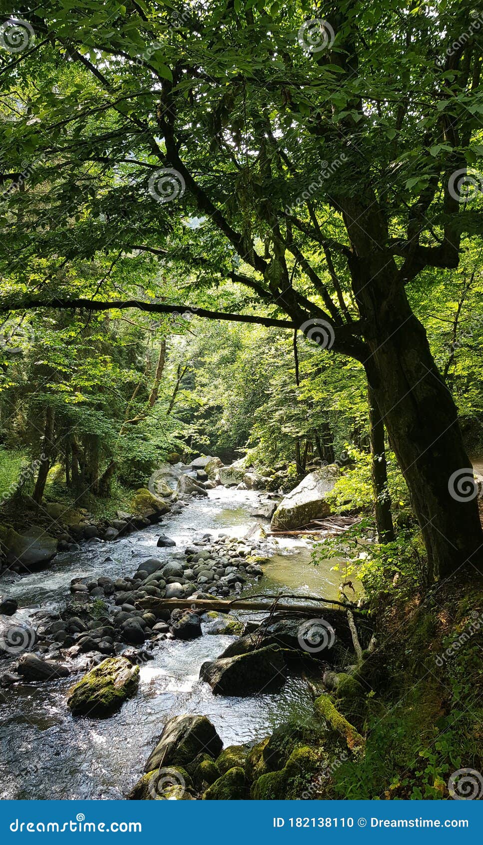 Mountain River in the Middle of the Forest in the Reserve in Borjomi ...