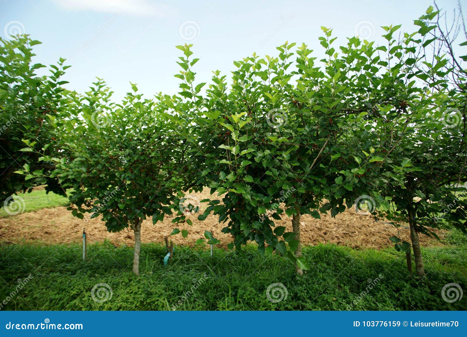 Mulberry Tree in Organic Farm Stock Image - Image of nature, harvest ...