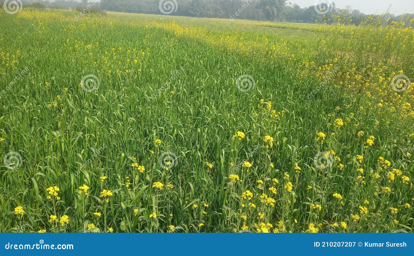 Photo of mustard field stock image. Image of mustard - 210207207