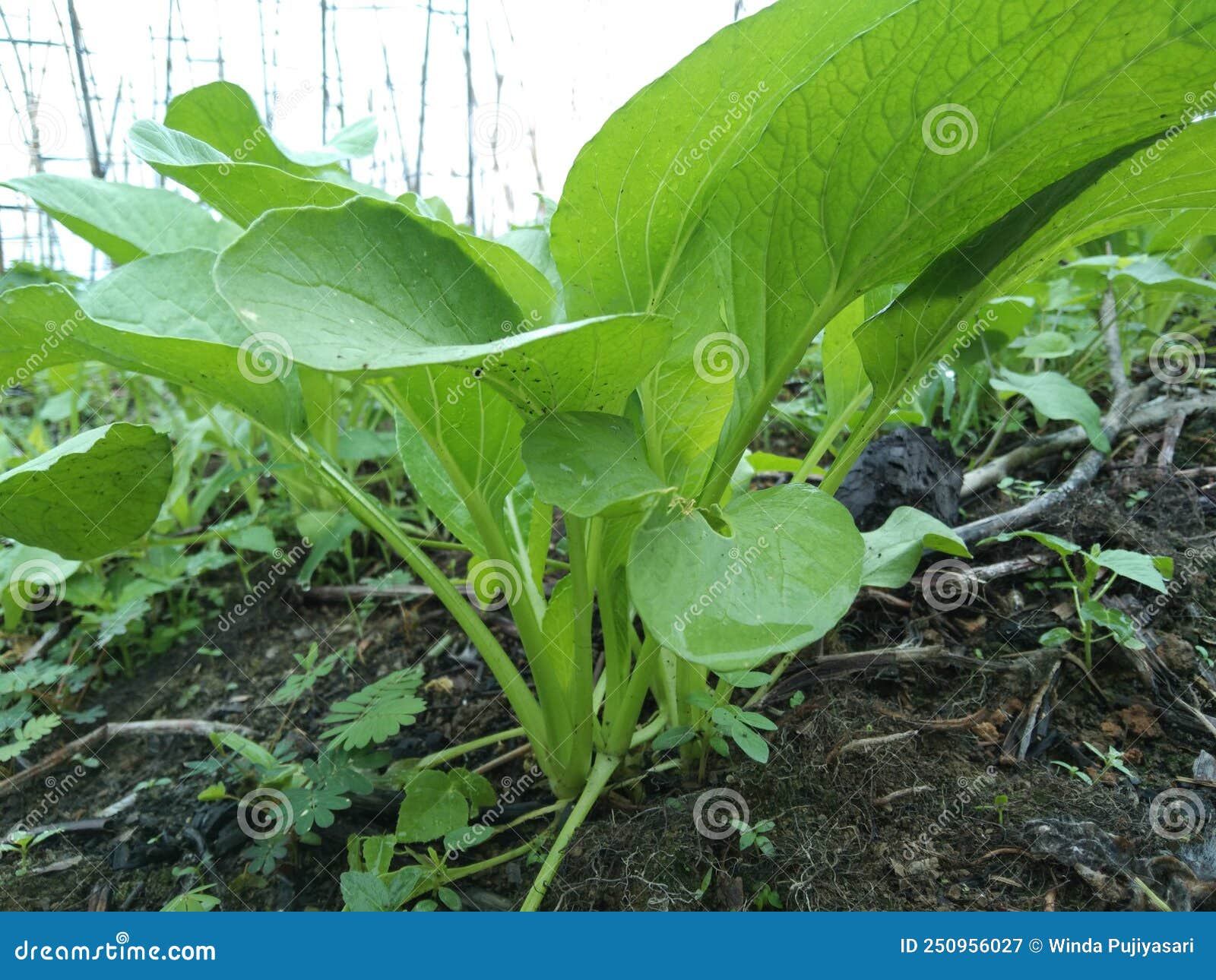 Photo of Mustard Tree from Another Direction, Suitable for Background ...