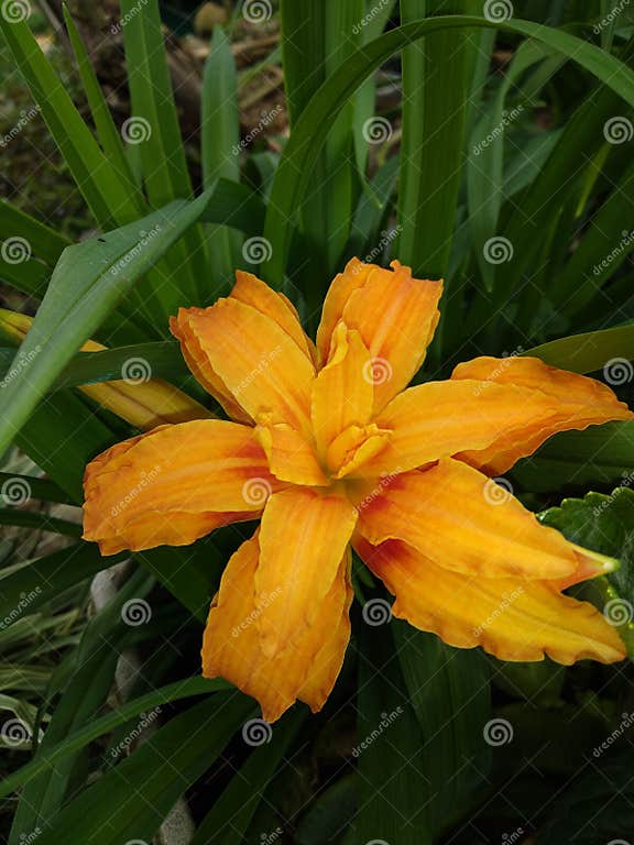The Photo of a Myra Flower. Stock Image - Image of orange, yellow ...