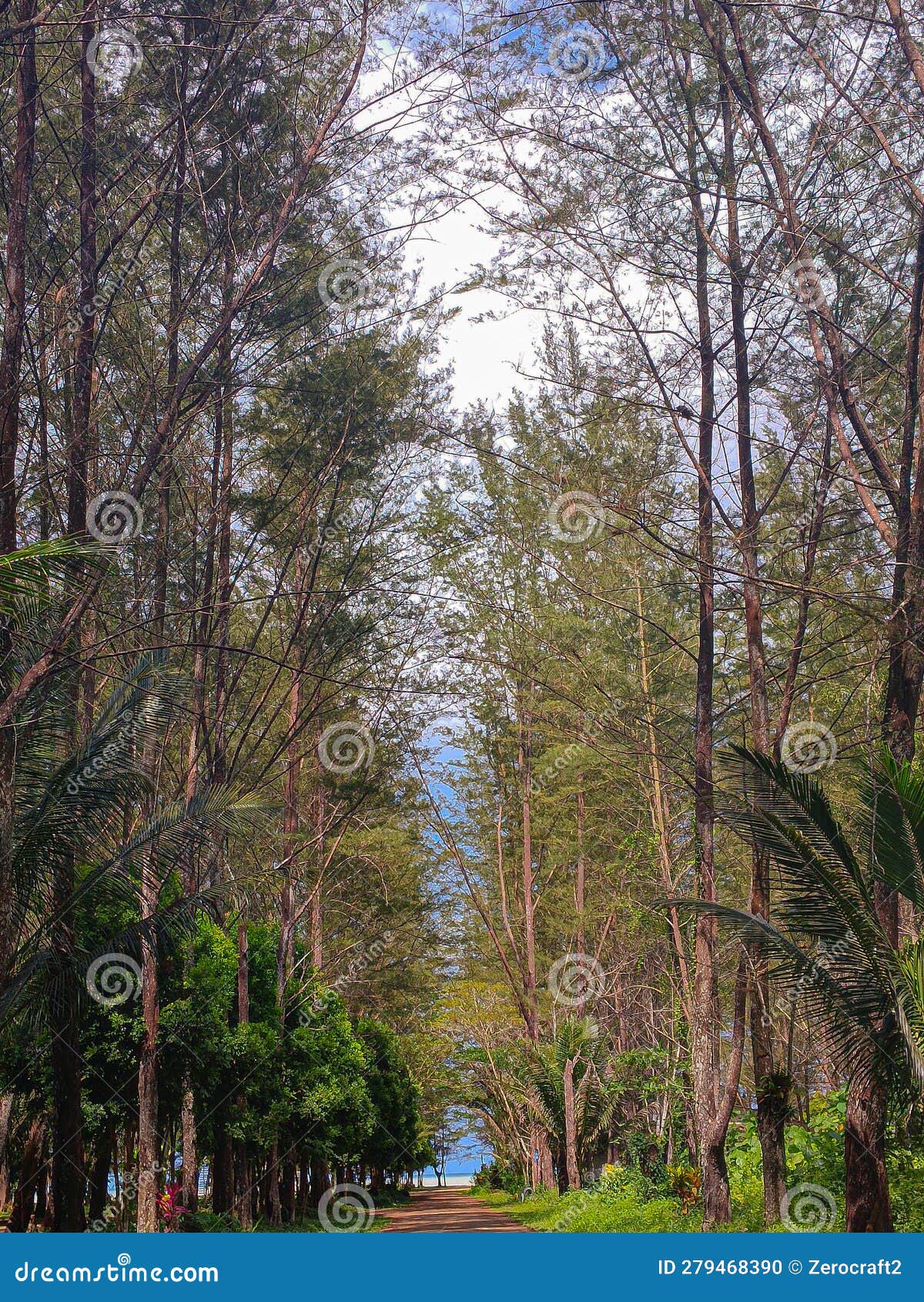 A Photo Nature of a Forest Tree Portrait Beach Stock Photo - Image of ...