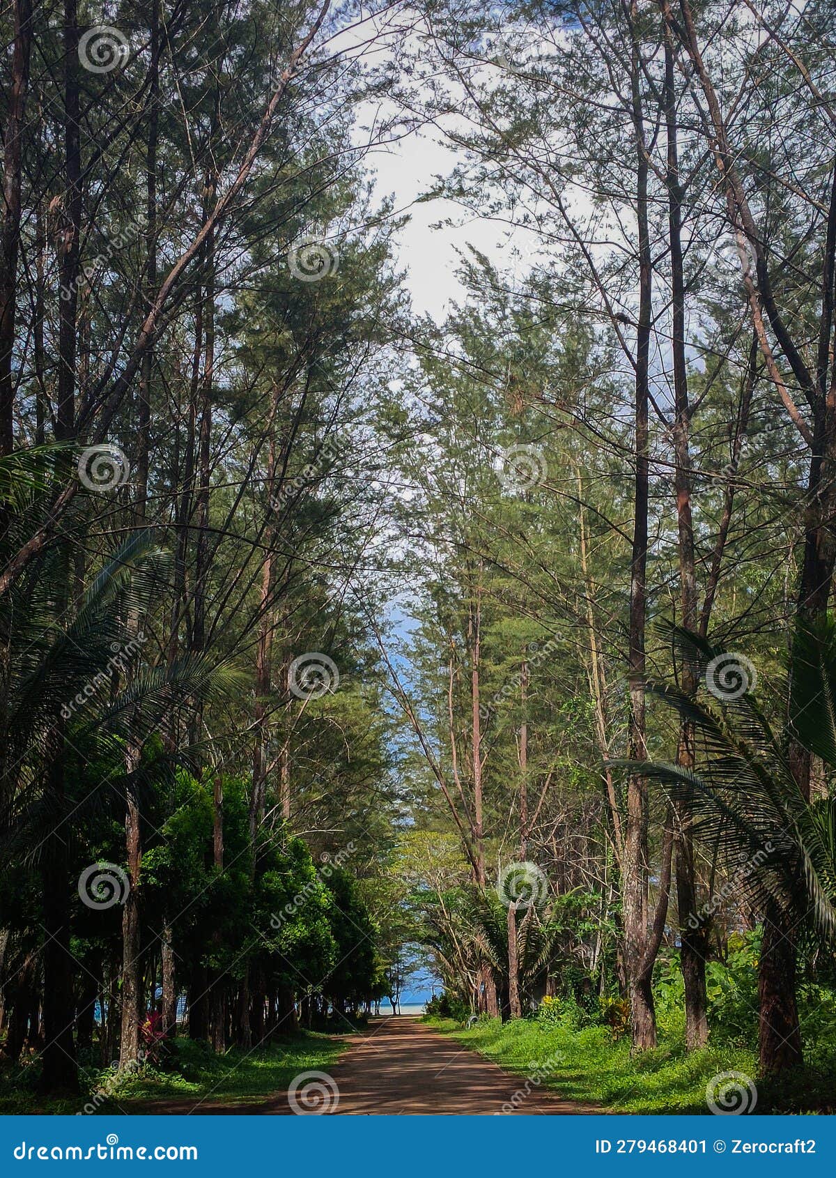 A Photo Nature of a Forest Tree Portrait Beach Stock Image - Image of ...