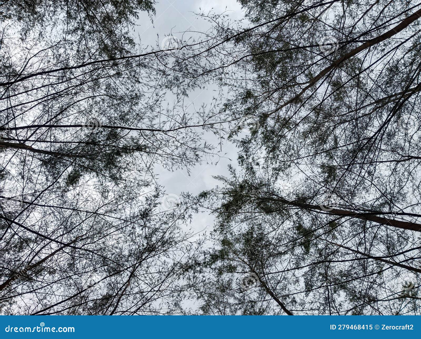 A Photo Nature of a Forest Tree Portrait Beach Stock Image - Image of ...