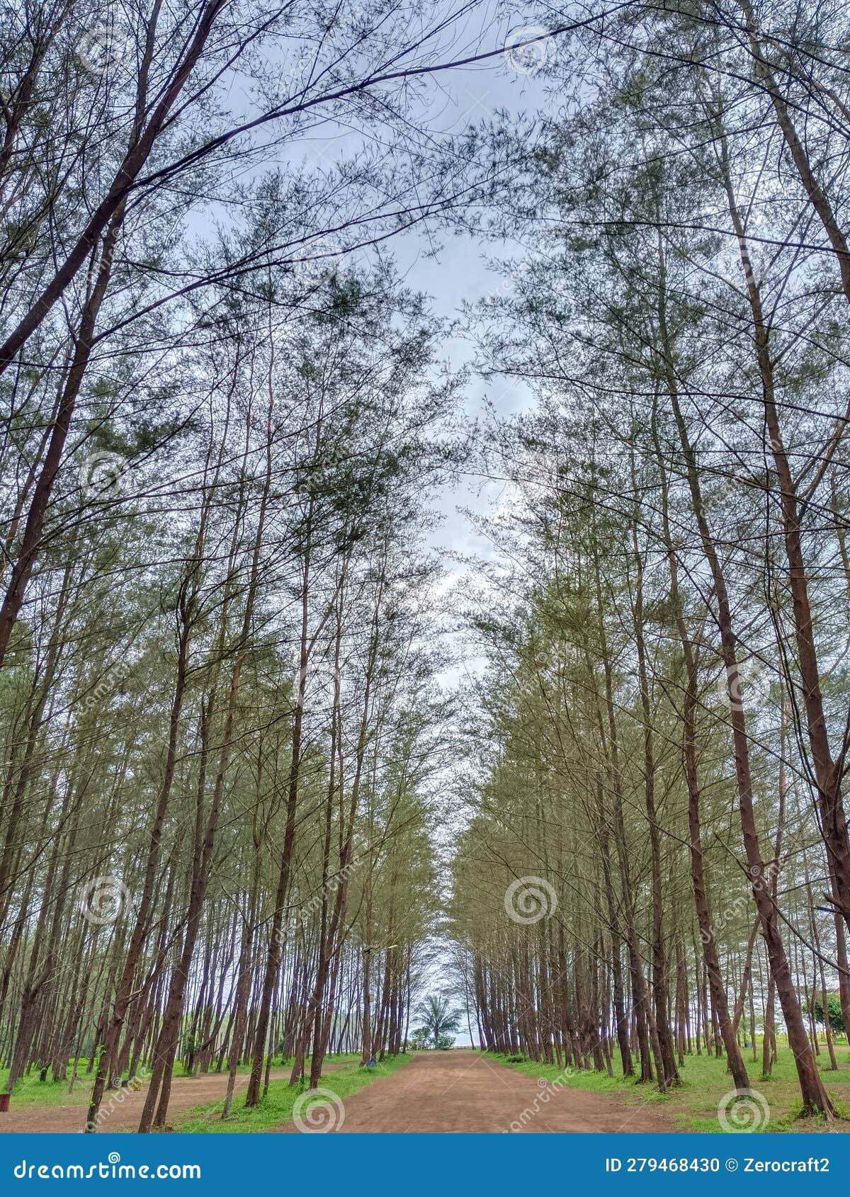 A Photo Nature of a Forest Tree Portrait Beach Stock Photo - Image of ...