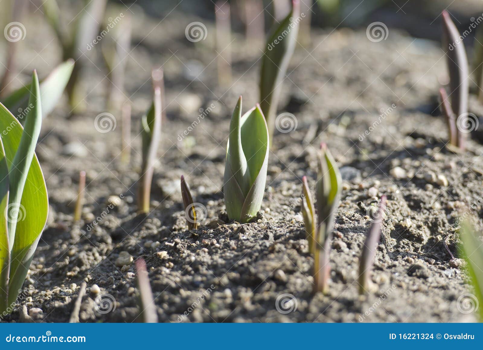 Photo of New Life Beginning. Stock Photo - Image of environment ...