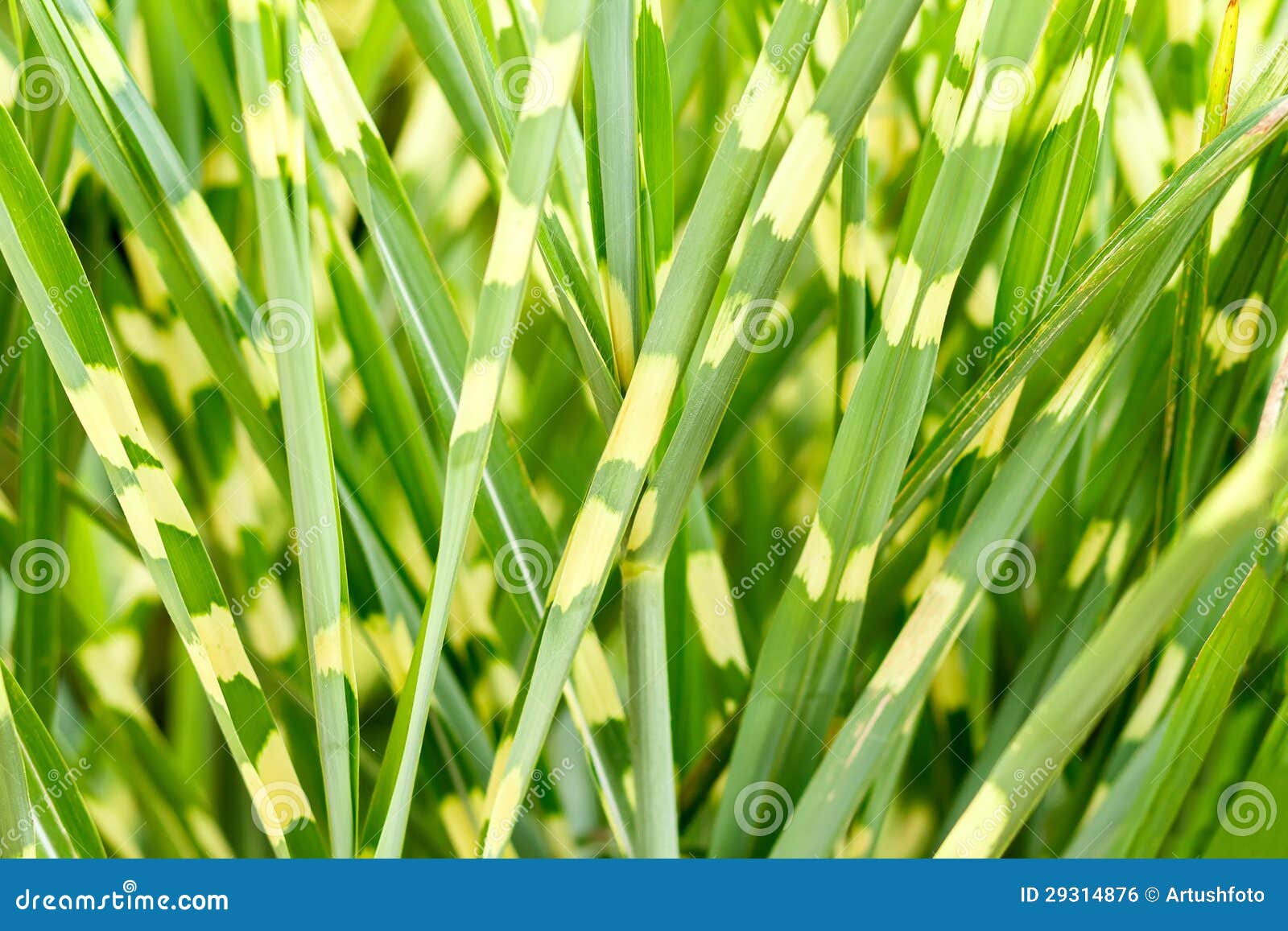 Photo of Nice Grass for Background Stock Photo - Image of environment ...