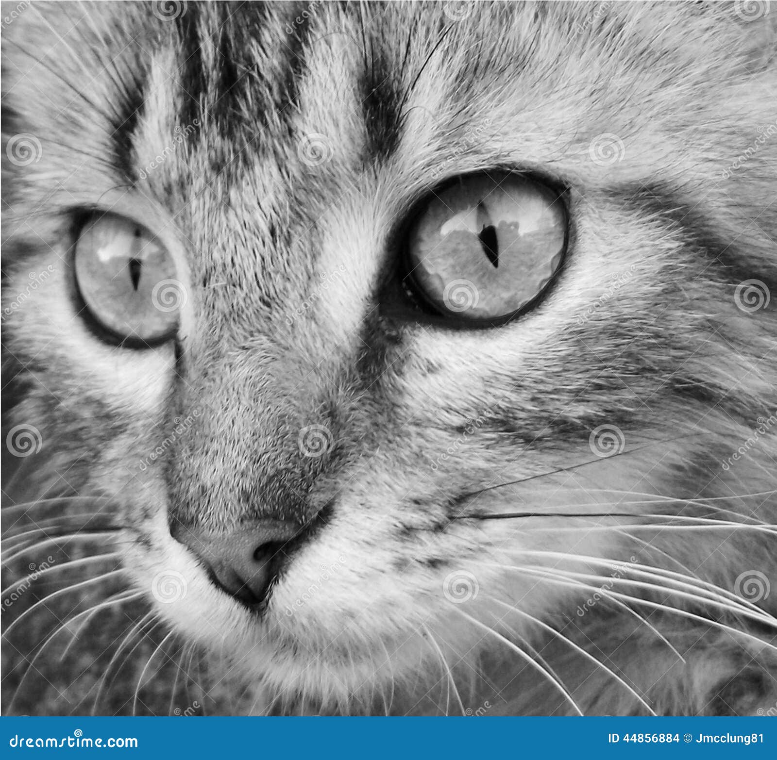 Photo Noire Et Blanche D'une Fin De Visage De Chat Photo stock - Image ...