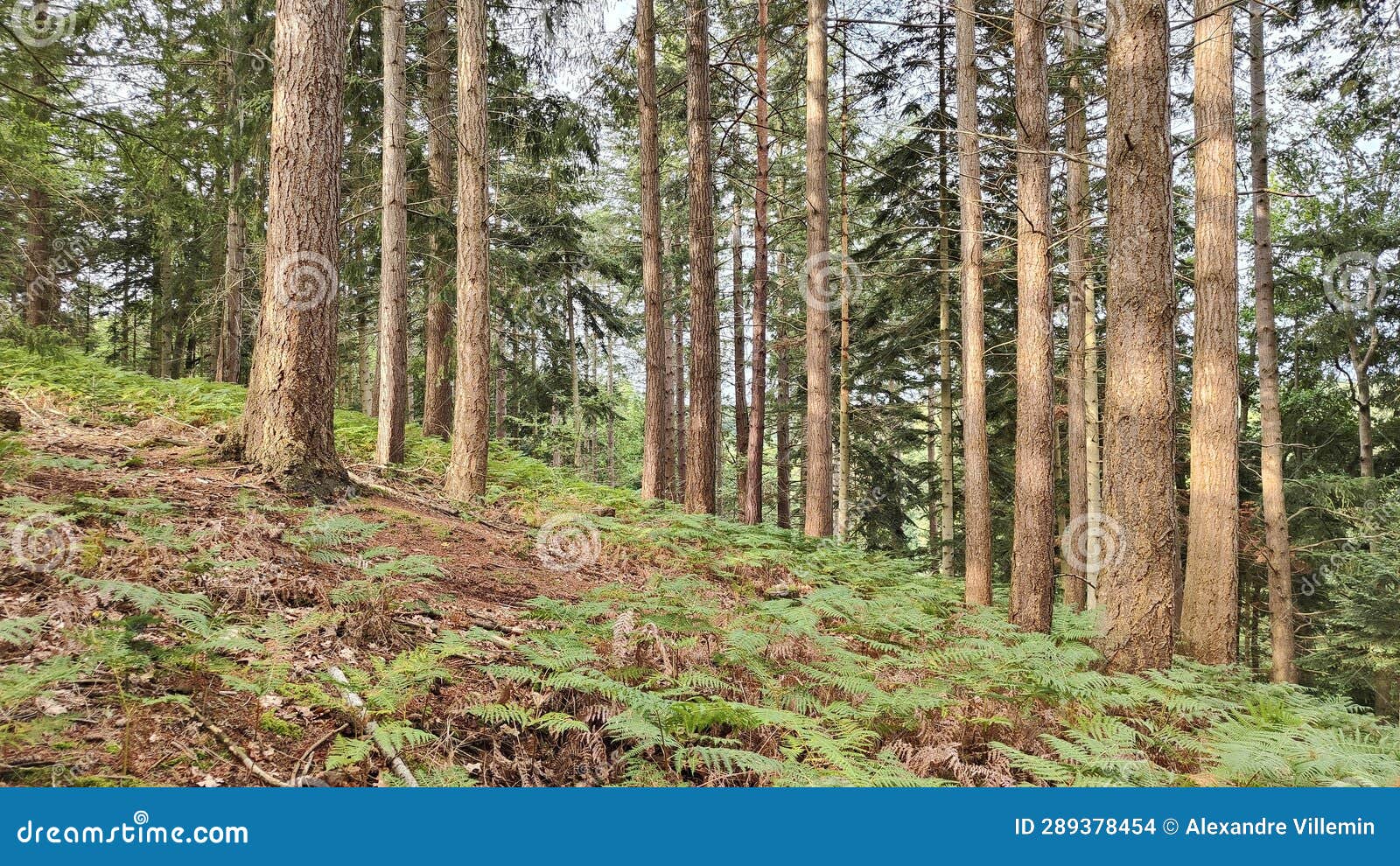 Forest with an Overcast Sky Stock Photo - Image of overcast, woods ...