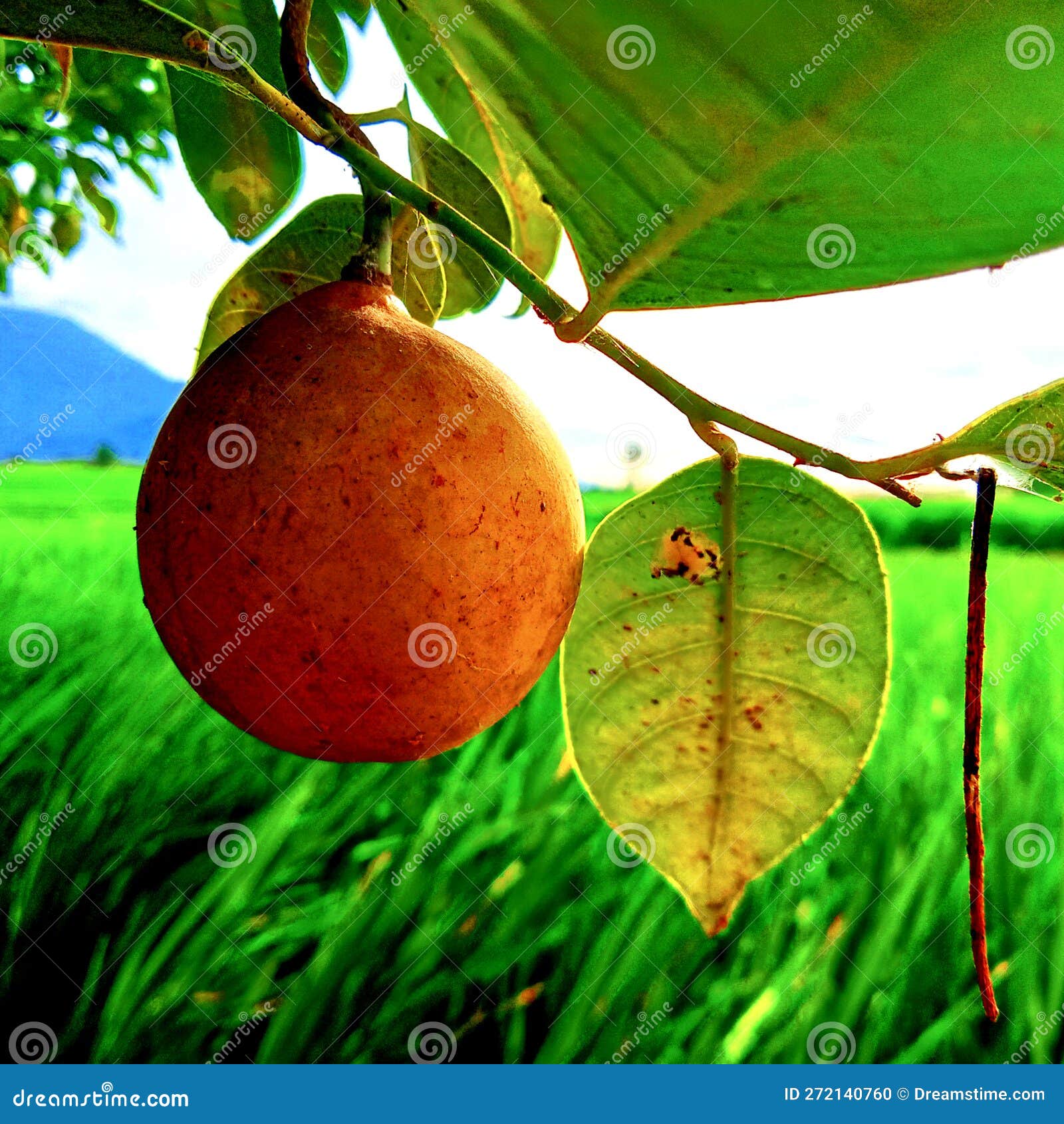 Photo of Nutmeg Fruit with Blur Background Stock Photo - Image of asia ...