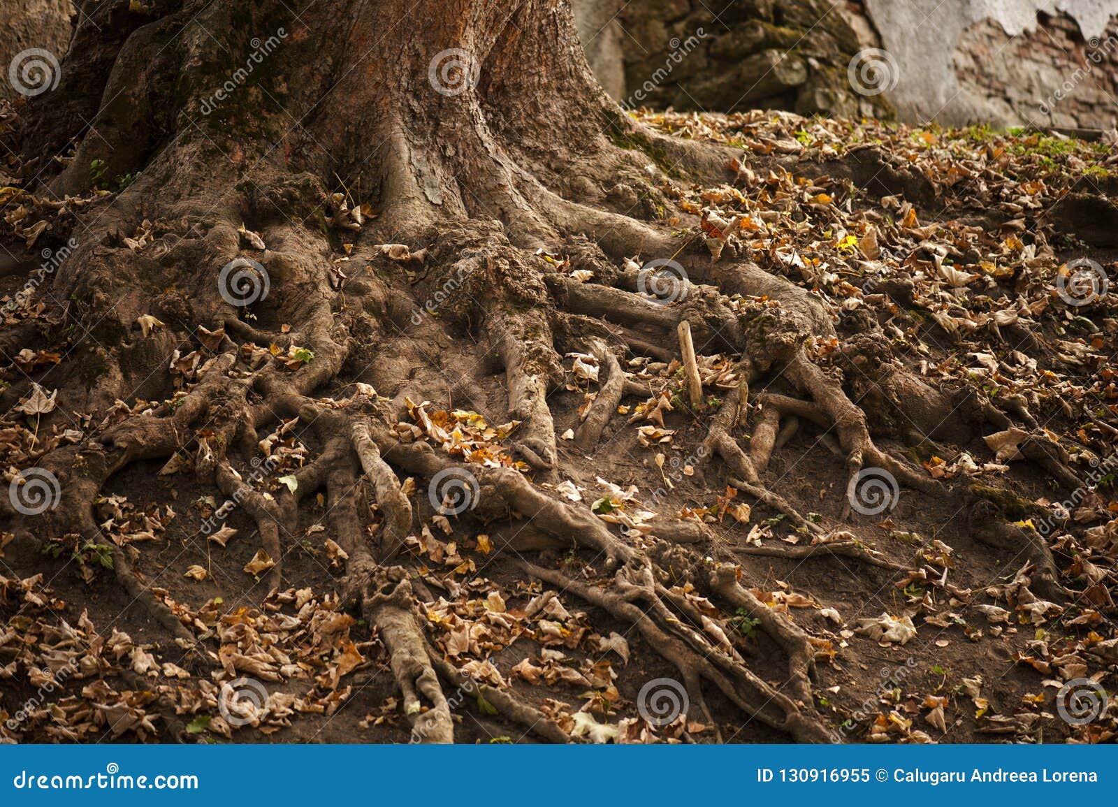 Photo old big tree roots stock image. Image of land - 130916955