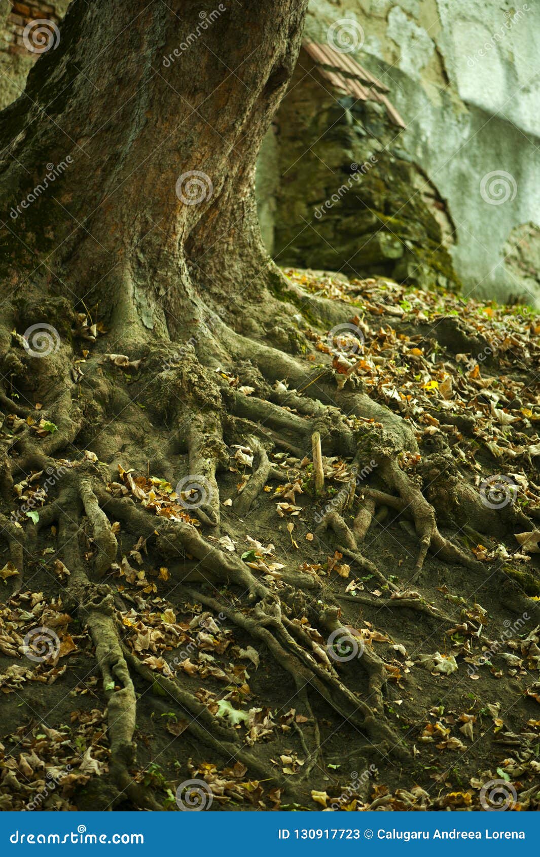 Photo old big tree roots stock image. Image of forest - 130917723