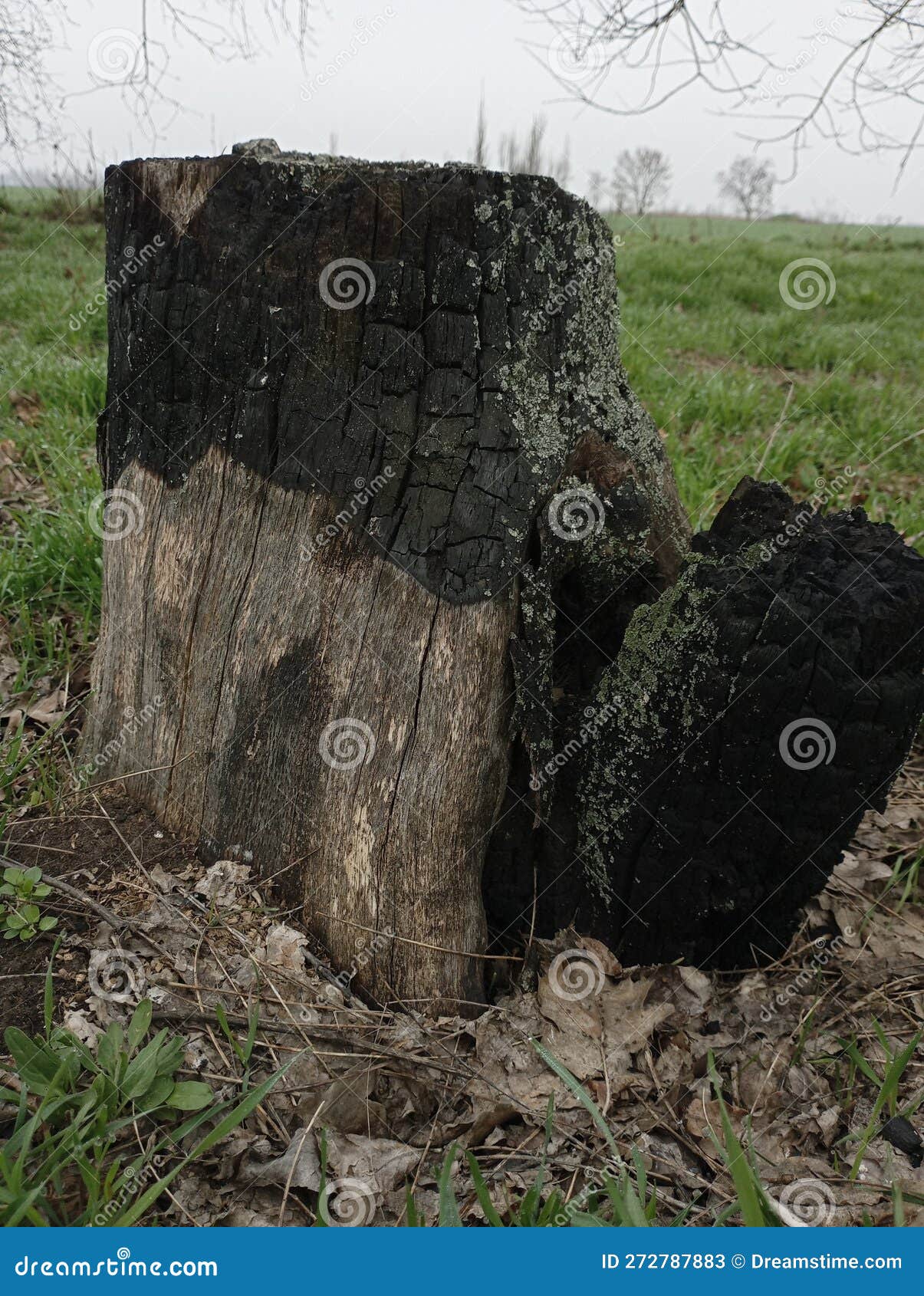 Photo of an Old Burnt-out Stump Stock Image - Image of plant, green ...