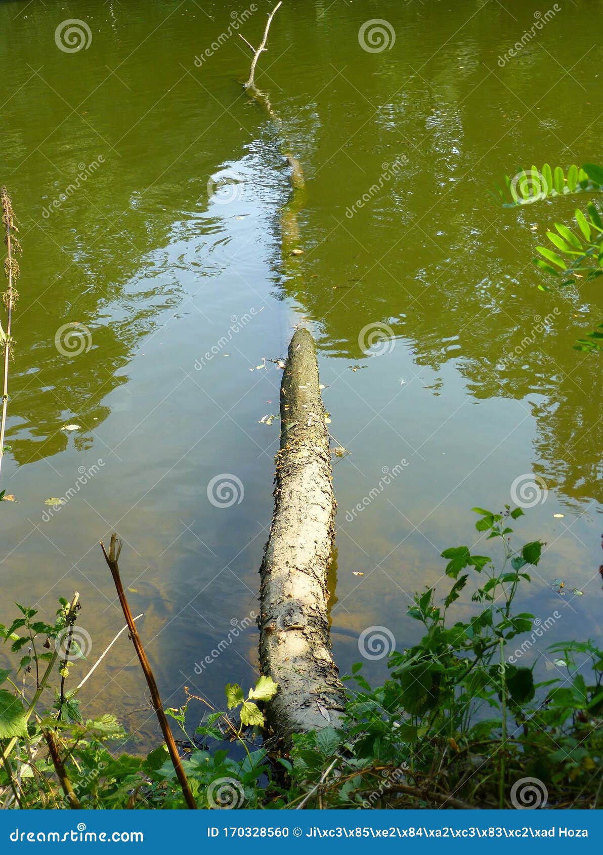 Old Fallen Tree Partialy Submerged in the River Stock Photo - Image of ...