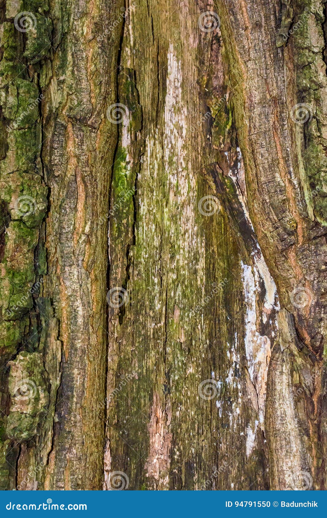 Photo of an Old Tree in a Green Forest Stock Photo - Image of green ...