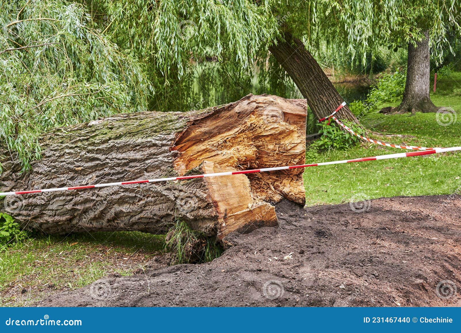 An Old Tree that Has Broken Off in a Park Stock Photo - Image of ...