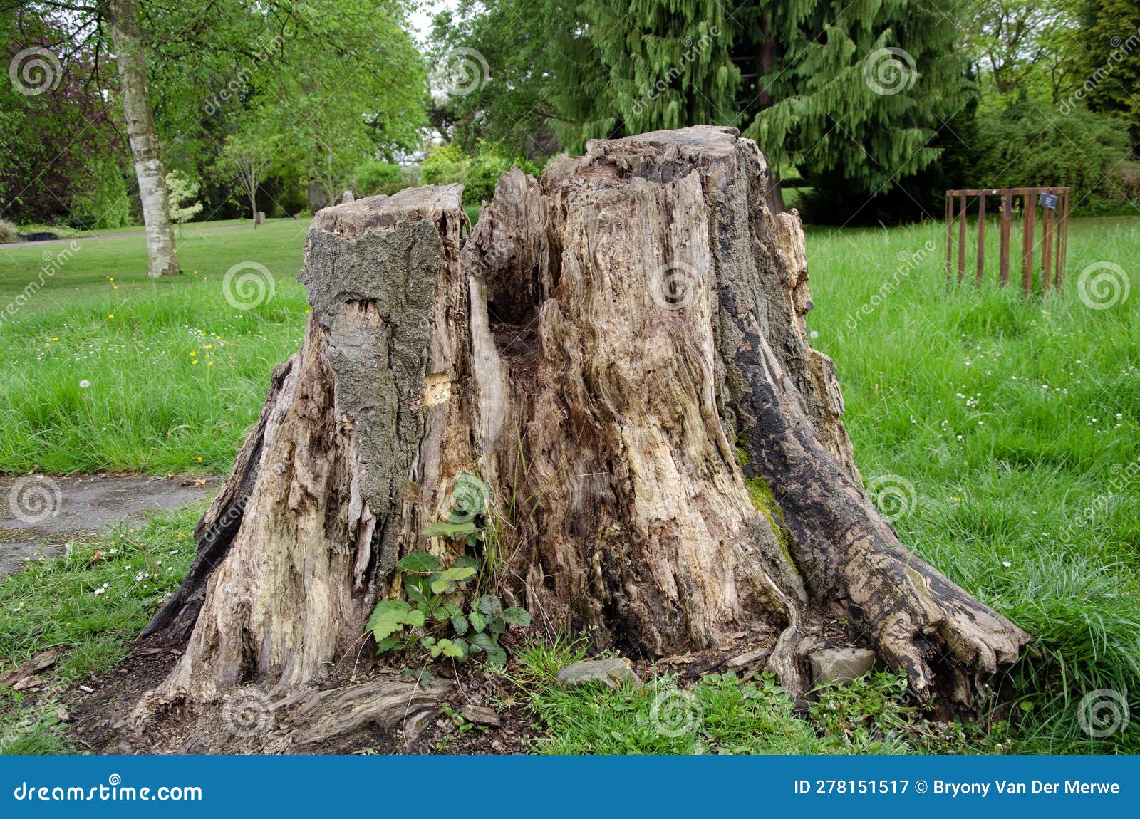 Photo of an old tree stump stock image. Image of summer - 278151517