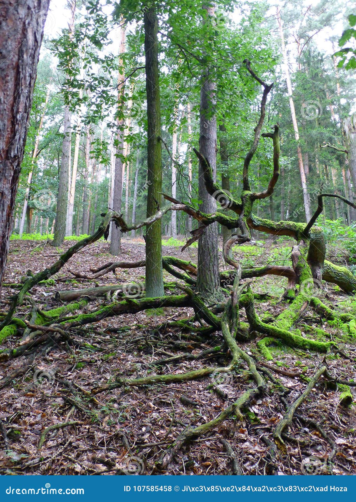 Old Uprooted Tree on the Forest Floor Stock Photo - Image of green ...