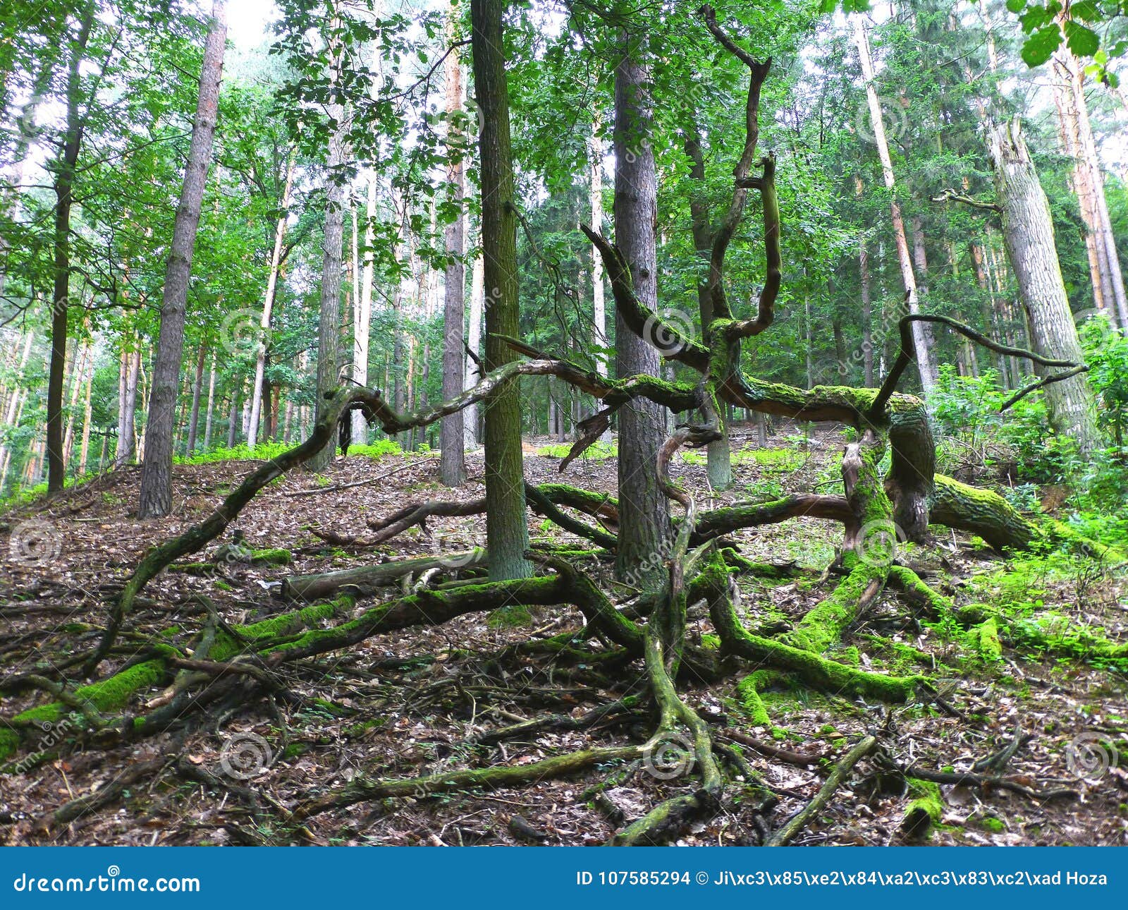 Old Uprooted Tree in the Forest Stock Photo - Image of wood, nature ...