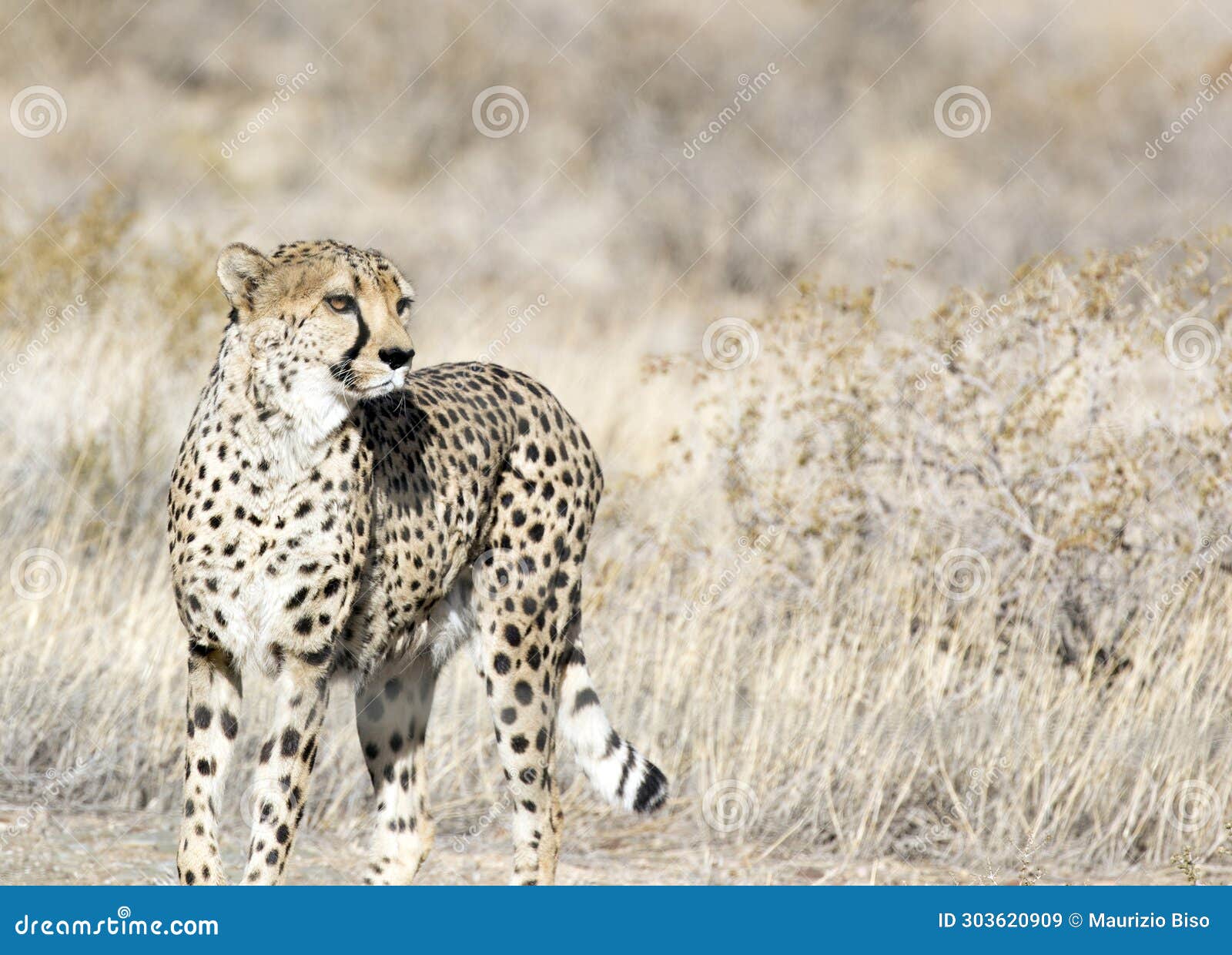 Photo of one cheetah stock image. Image of natural, south - 303620909