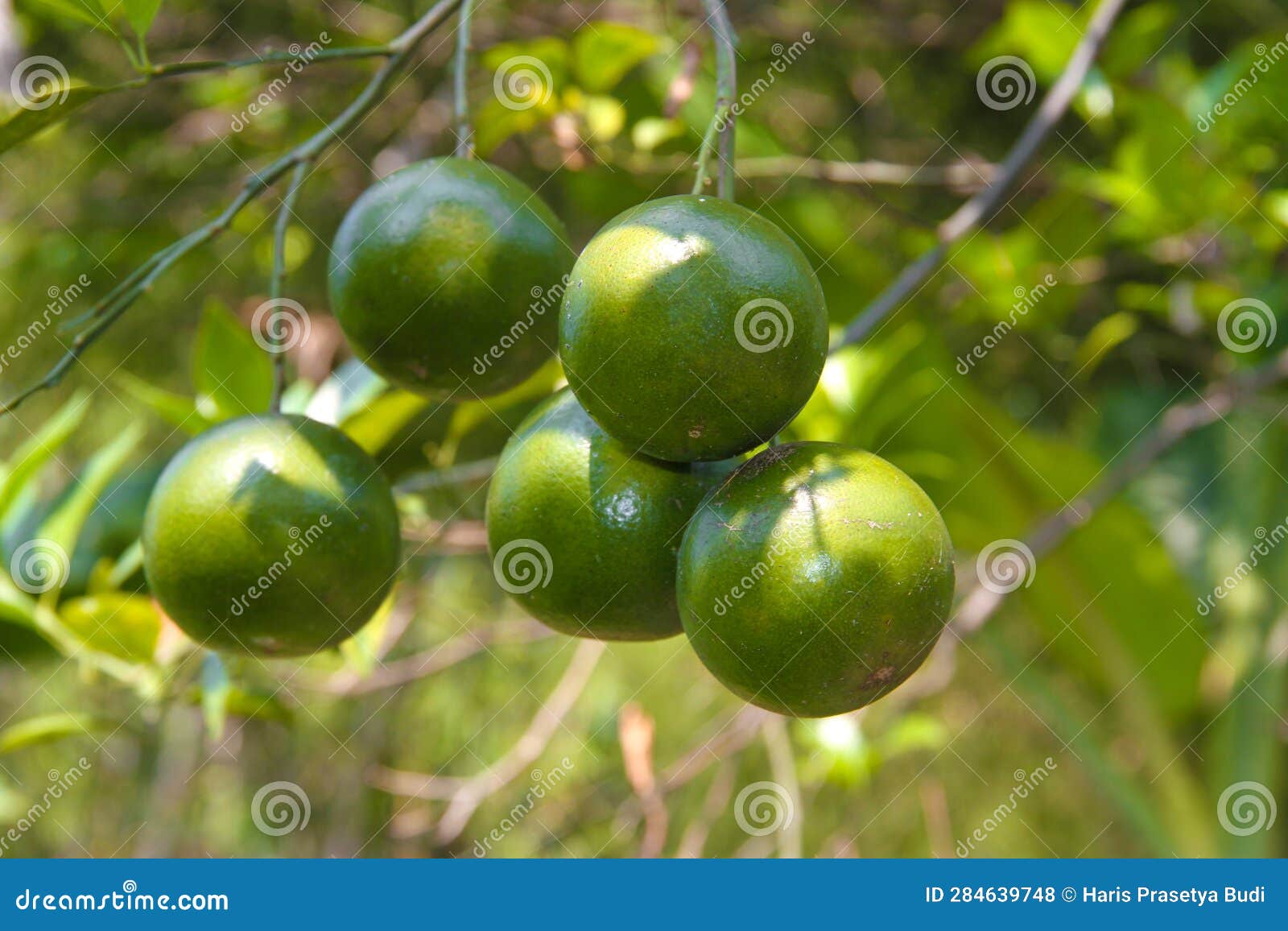 Photo of Oranges Still Hanging on the Tree. Ready To Be Harvested Stock ...