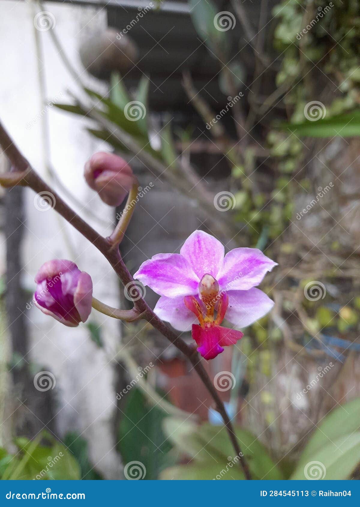 Photo of Orchid Flowers Growing on a Tree? Stock Image - Image of ...