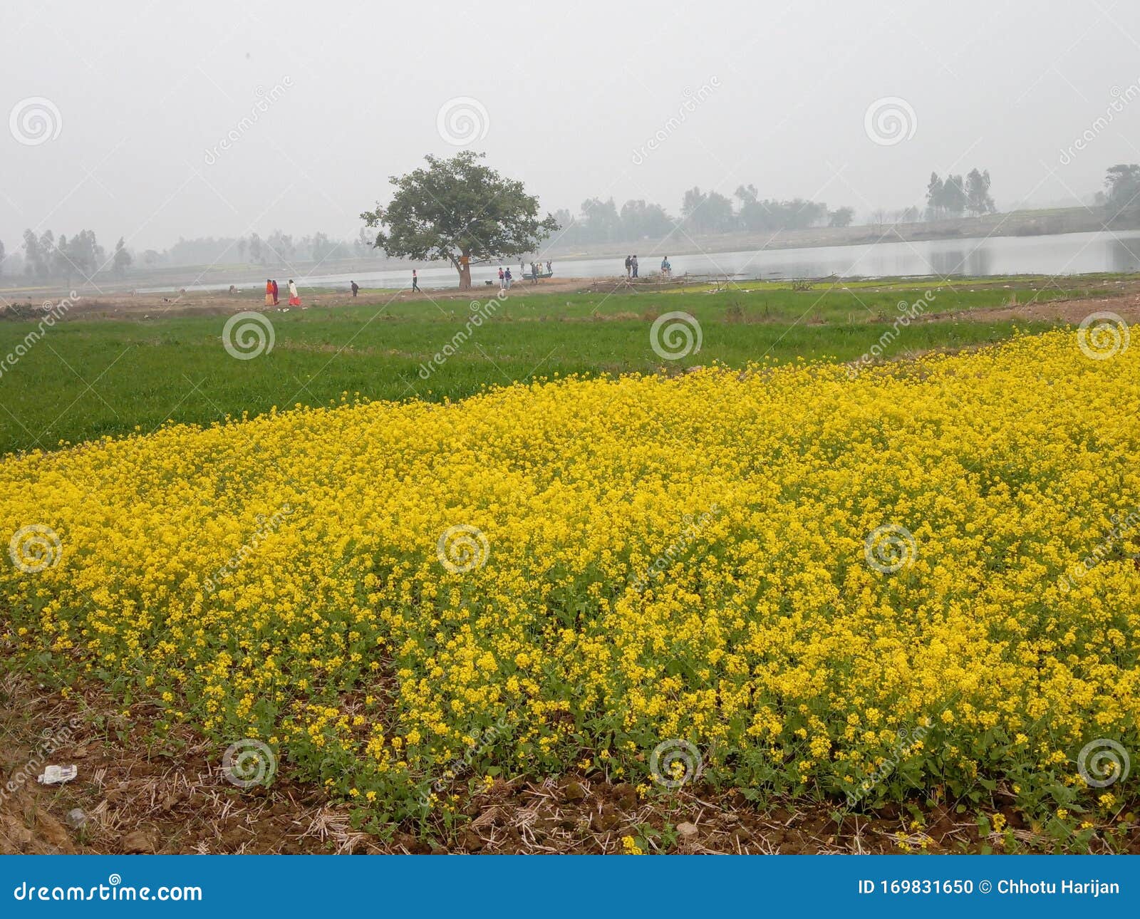 Photo of our mustard land stock photo. Image of mustard - 169831650