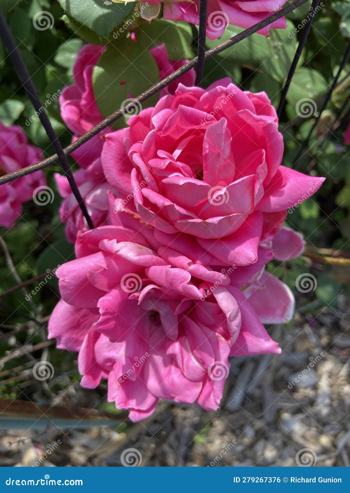 Pair of Pink Roses in a Garden in May in Spring Stock Photo - Image of ...
