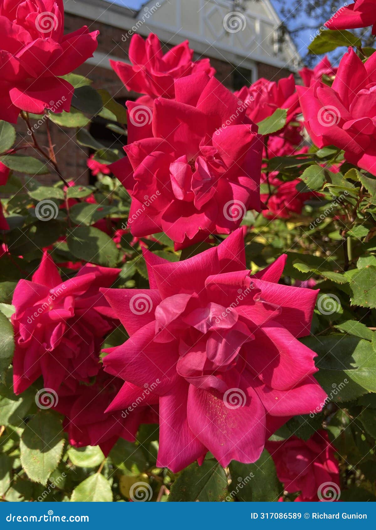 Pair of Red Spring Roses on a Sunny Day Stock Image - Image of petals ...