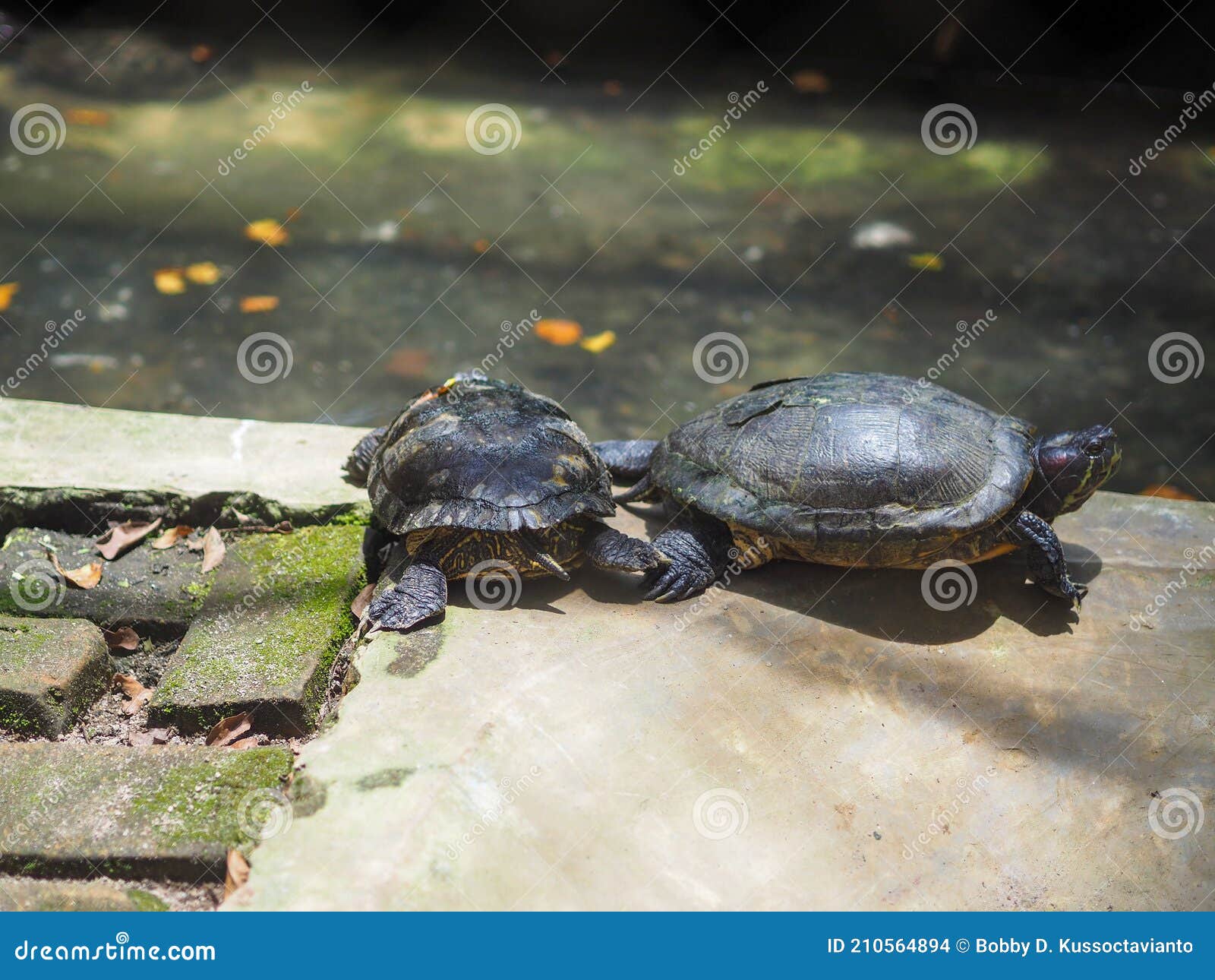 Photo with a Pair of Turtle Objects Stock Photo - Image of turtle ...