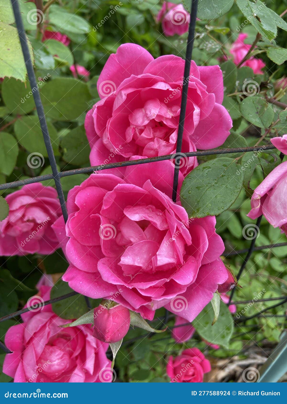 Pair of Two Pink Roses in Spring in May Stock Photo - Image of wire ...