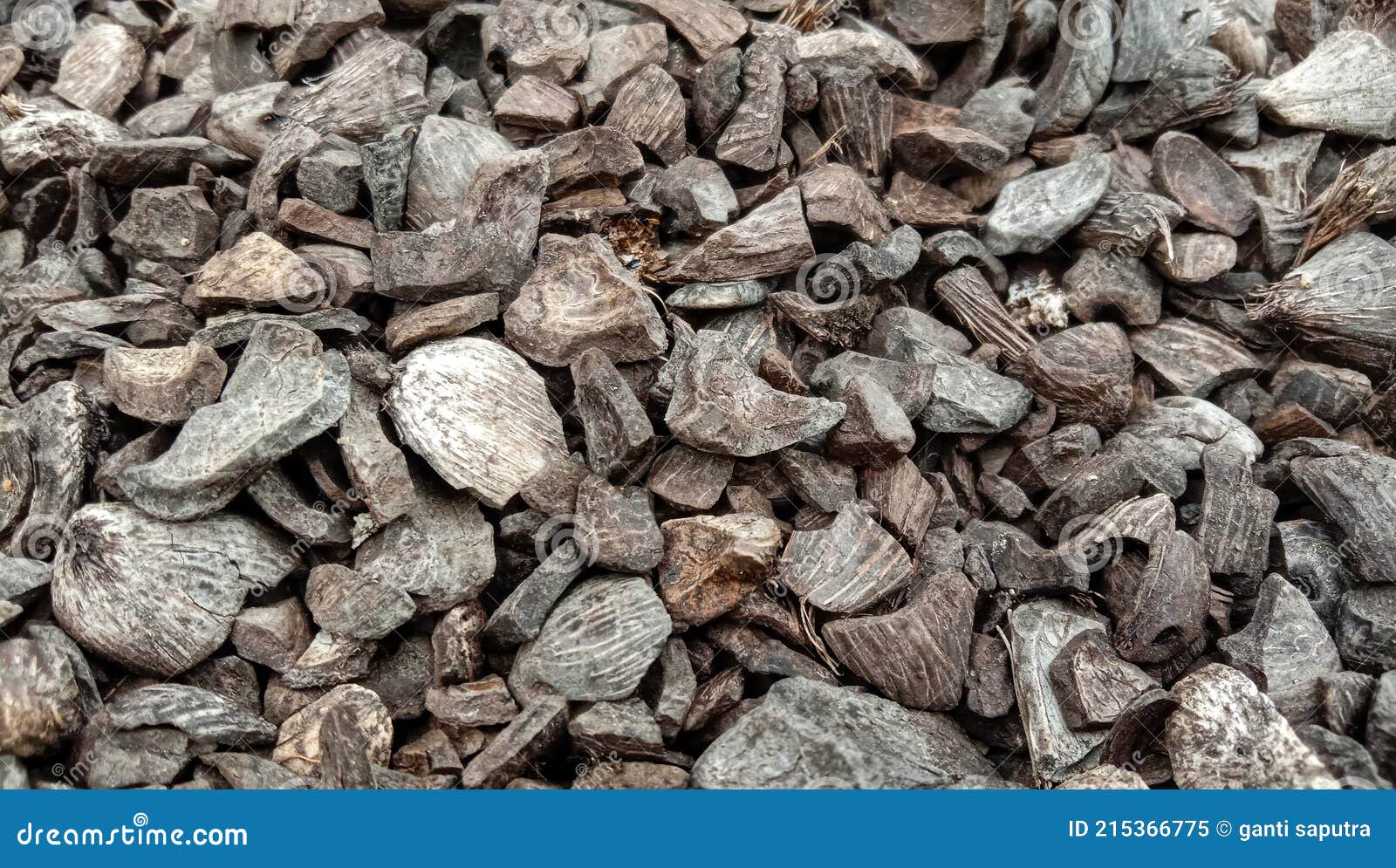 This is a Photo of a Palm Shell Stock Image - Image of palm, plant ...