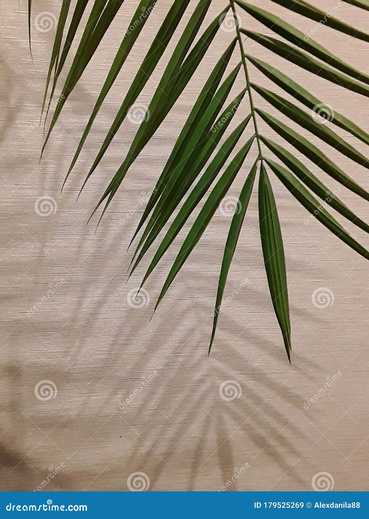 Photo Palm Tree Leaf Shadow Background Tropic Stock Image - Image of ...