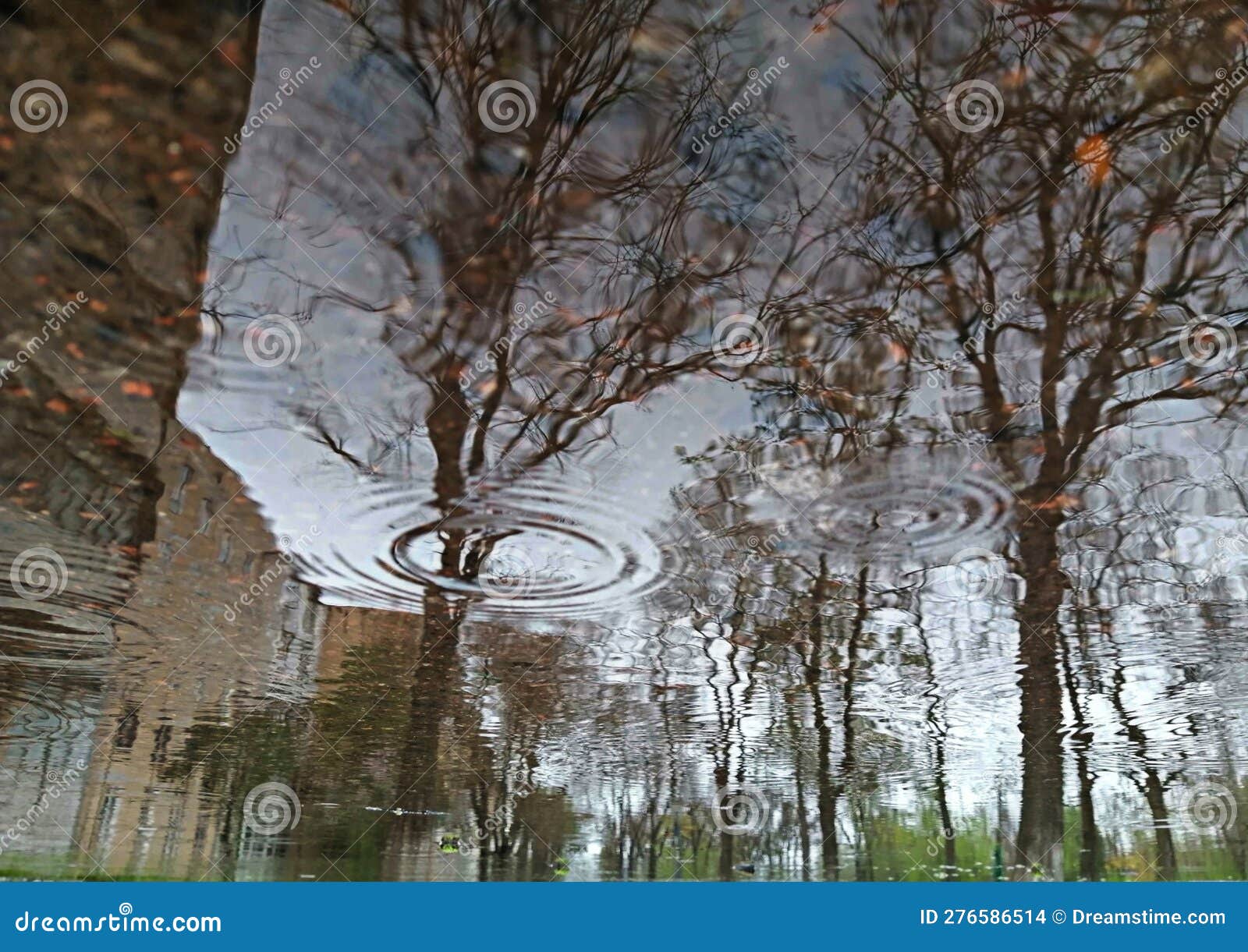 Photo, Park Reflection in a Puddle of Rain. Raindrops Stock Photo ...