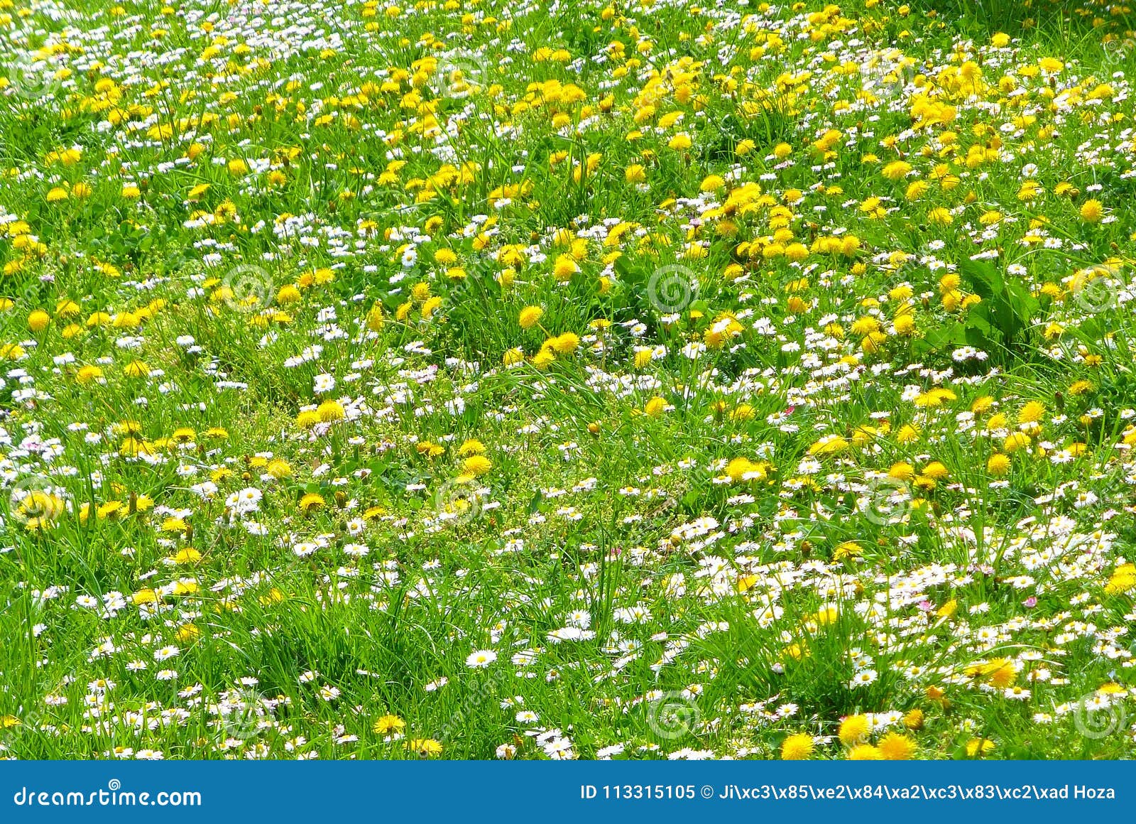 Pasture Full of Various Plants and Flowers Stock Image - Image of ...