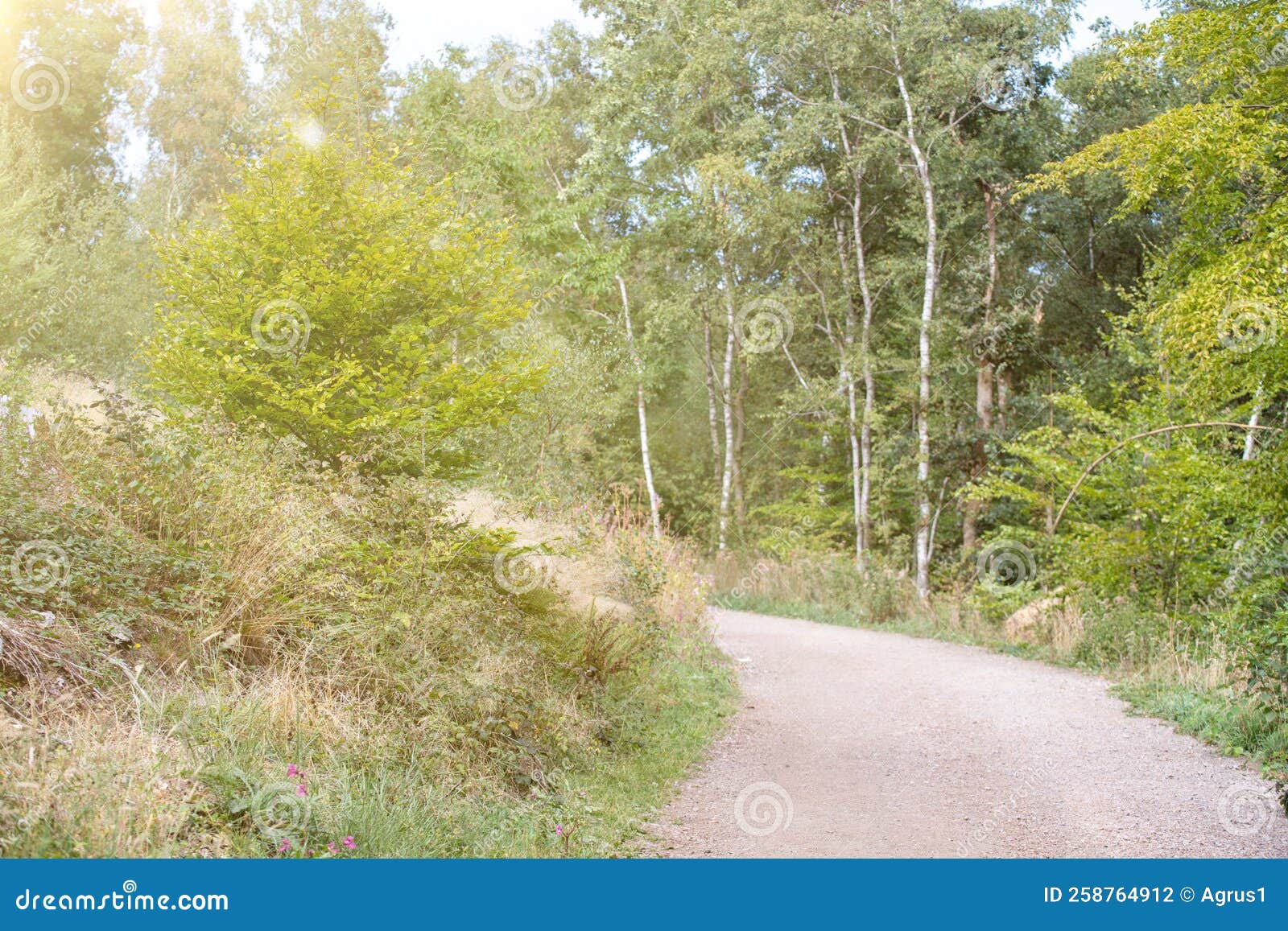 Path in the Grass in Summer Forest Stock Photo - Image of spring, trail ...