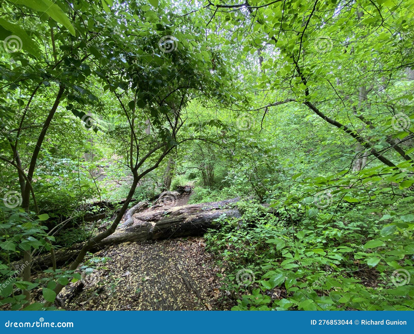 Path through the Green Forest in May in Spring Stock Photo - Image of ...
