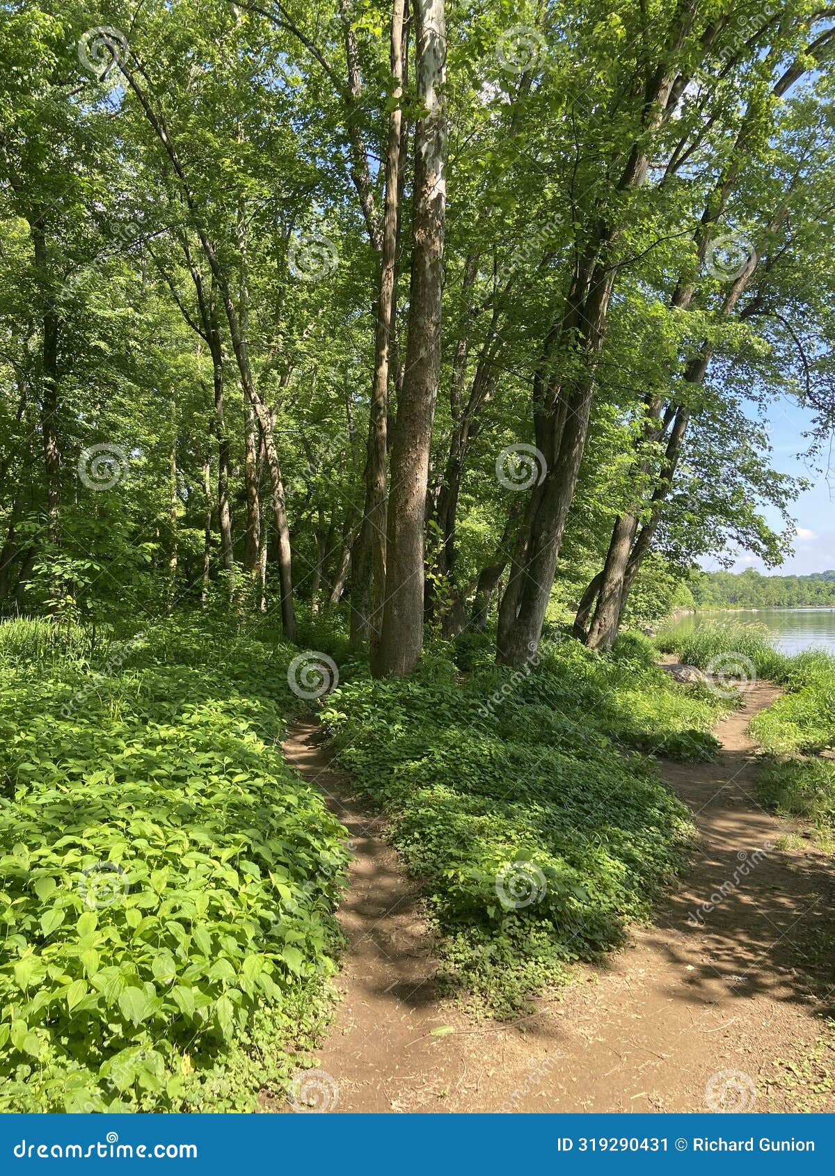 Paths through the Spring Forest in May Stock Image - Image of green ...